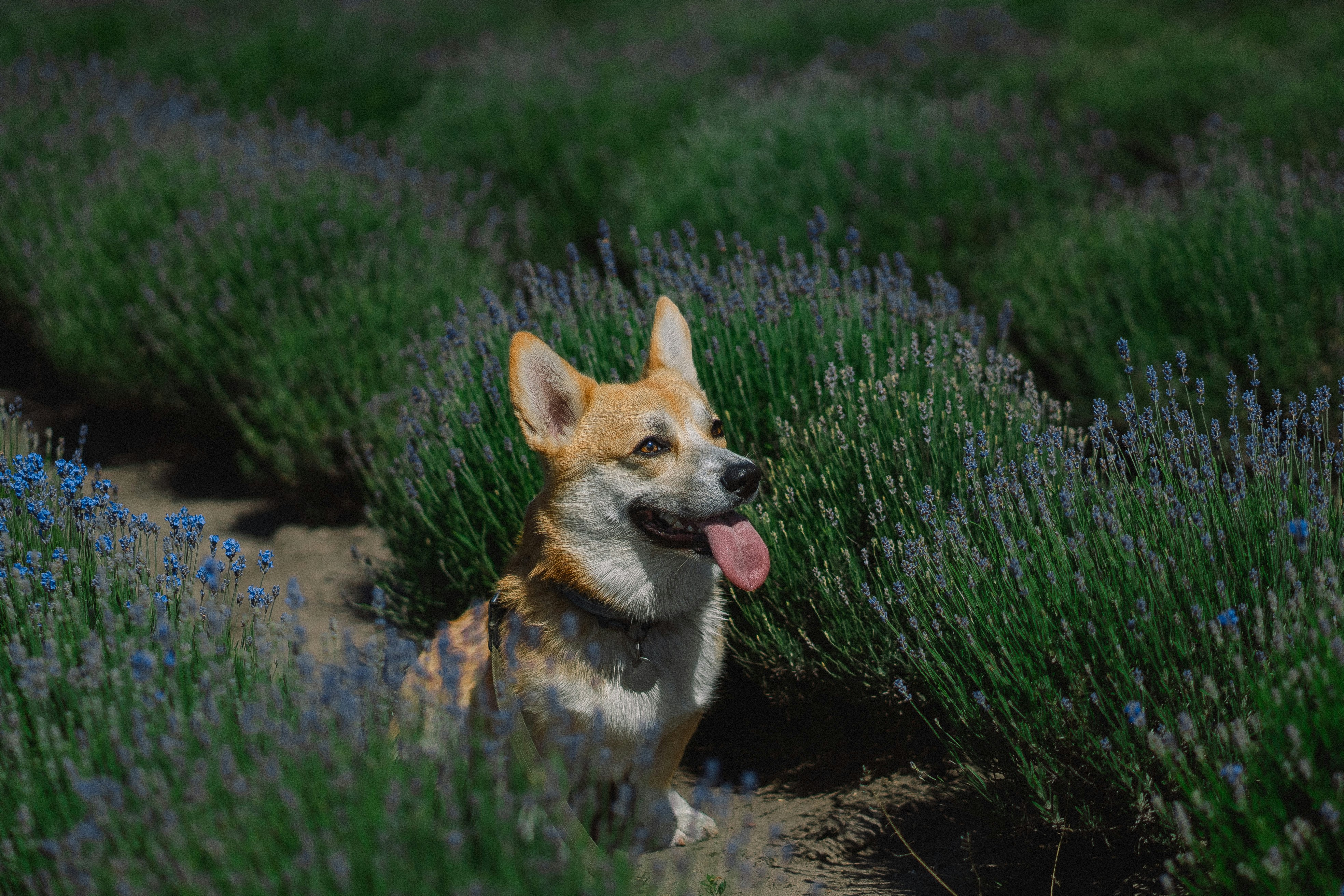 Corgi in Lavender Lane: Sunny Snout and Lavender Haze