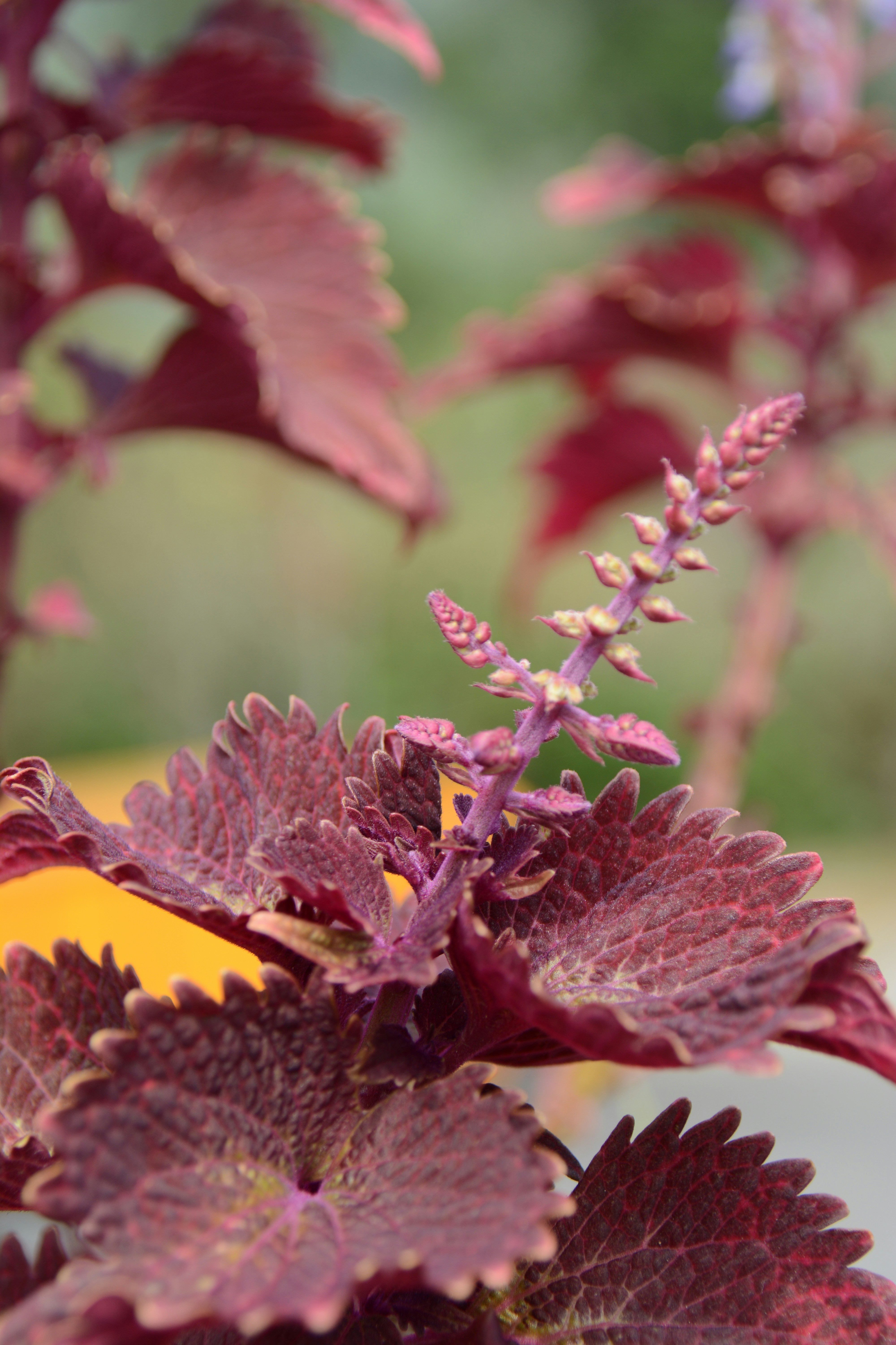 Gros plan d’une plante photo – Photo Bentong Gratuite sur Unsplash