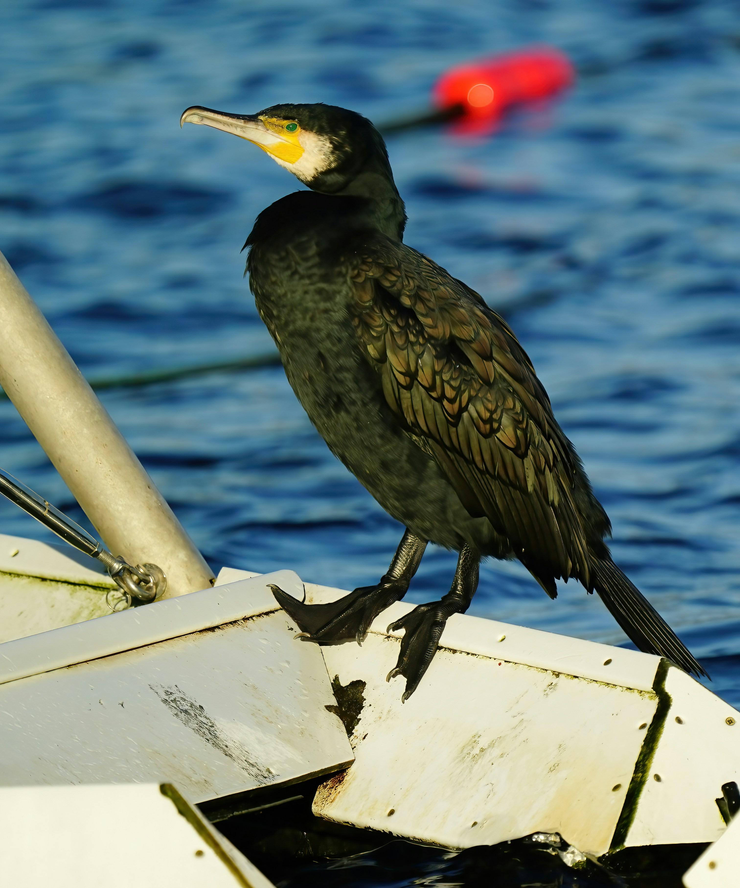 A bird on a boat photo – Free Animal Image on Unsplash