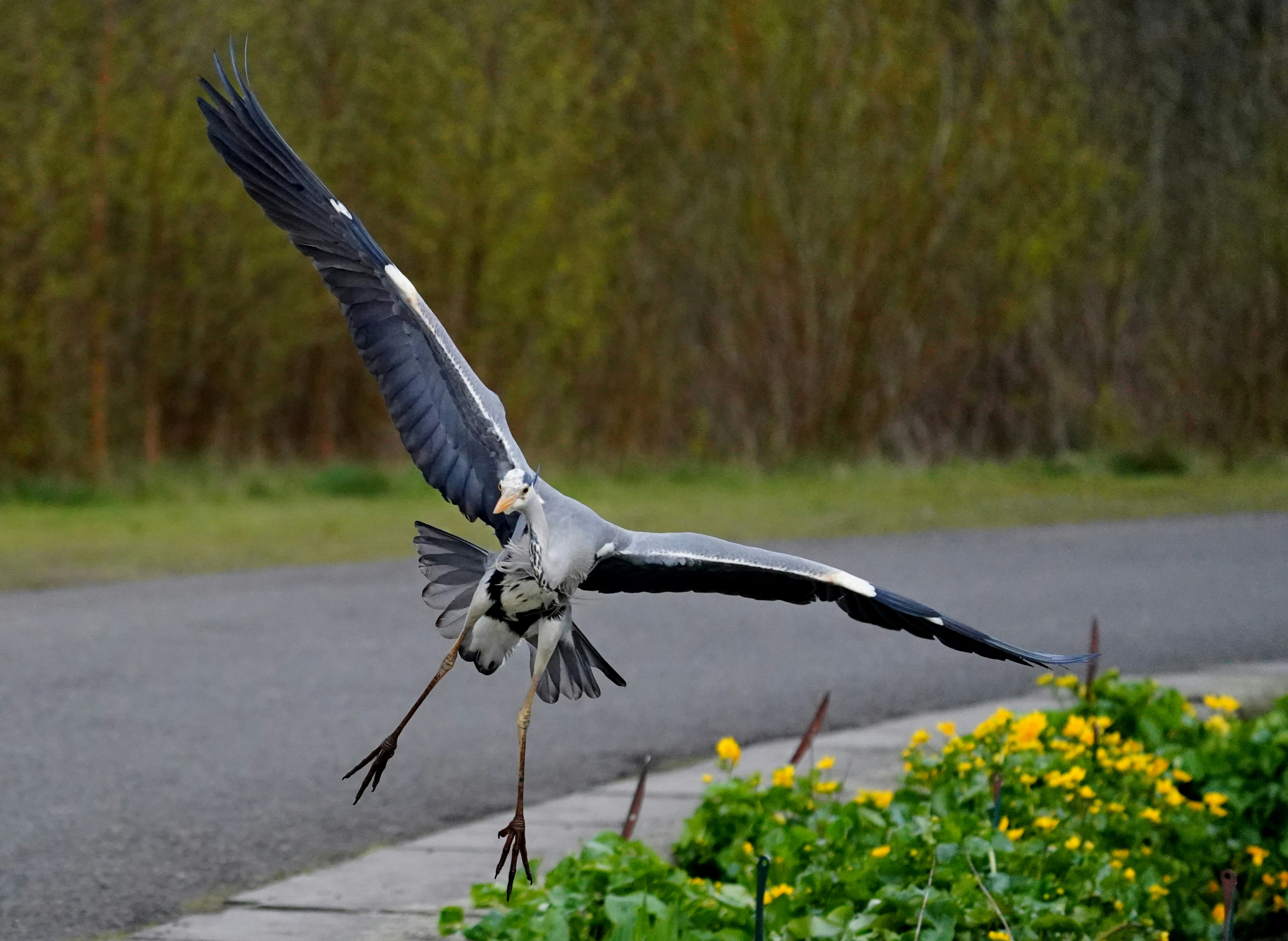 Wingbeat Over a Quiet Verge