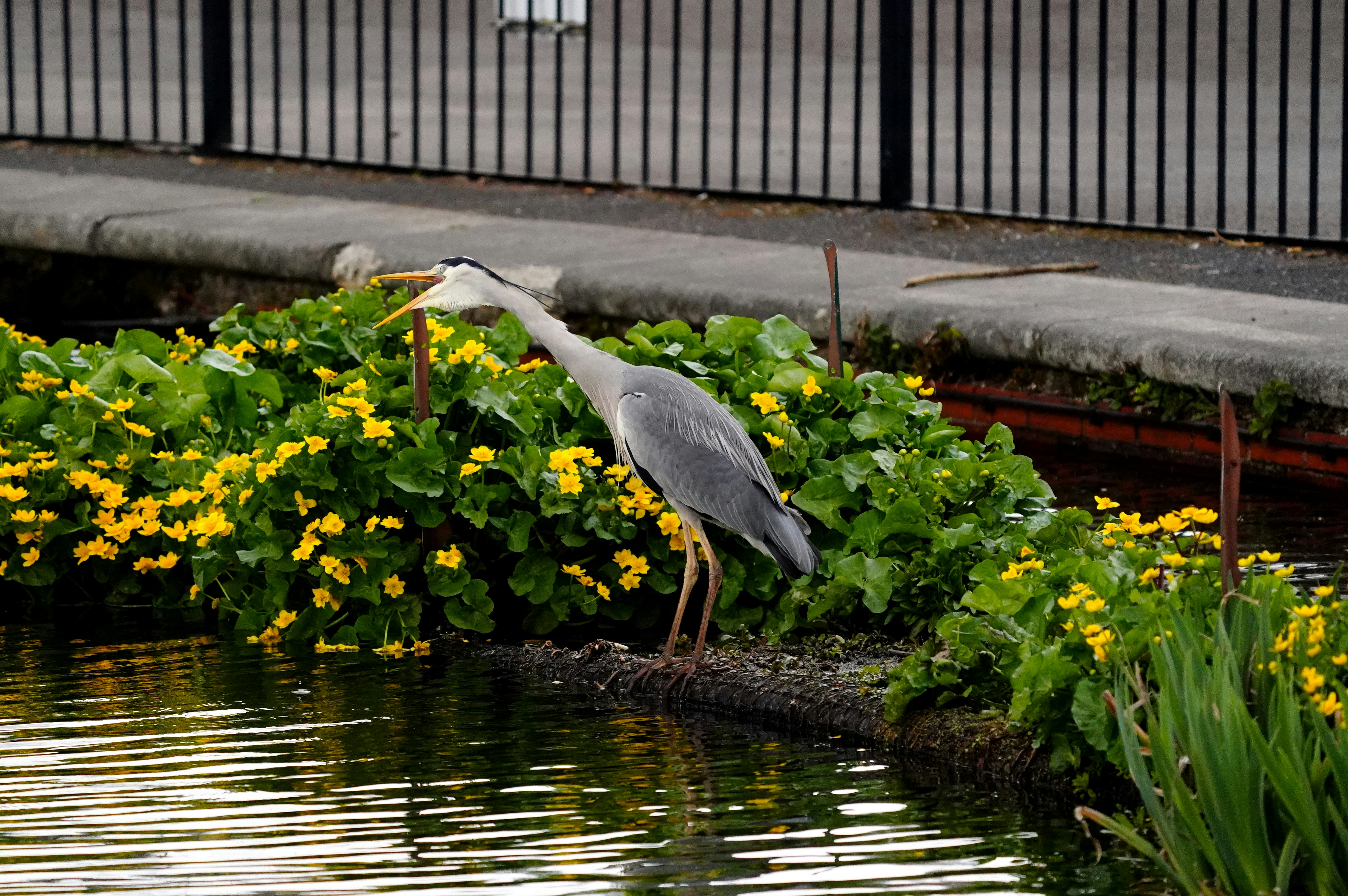 a bird standing on a ledge