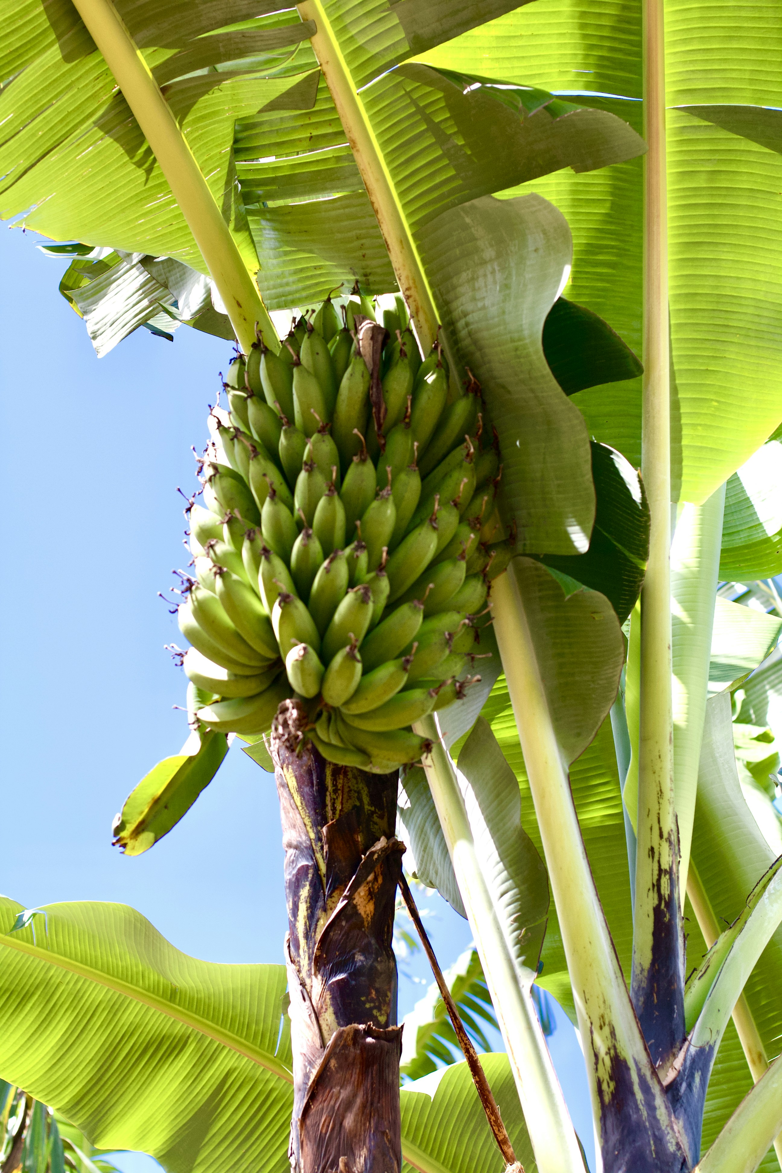 A bunch of bananas on a banana tree photo – Free Bushenyi Image on Unsplash