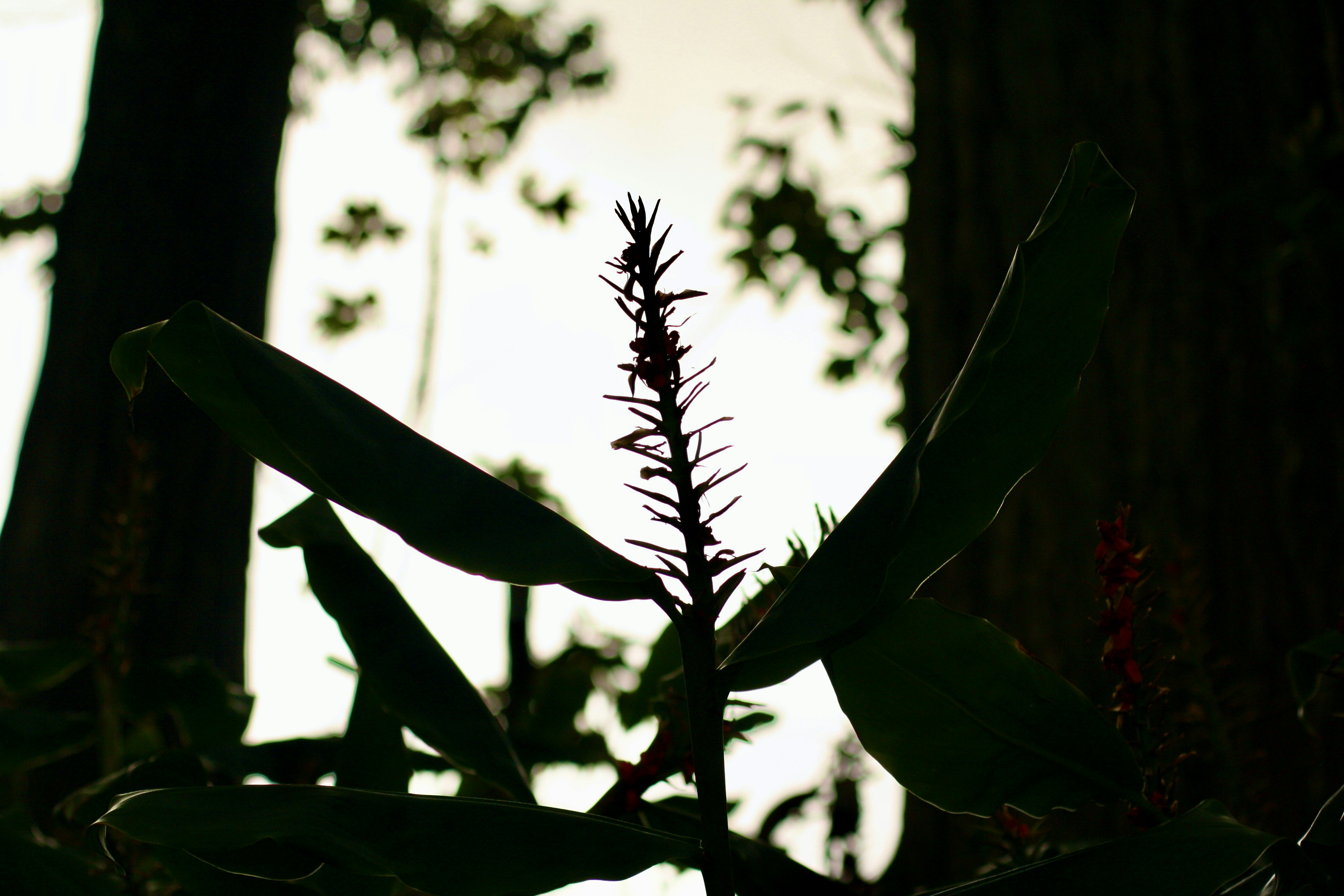 Backlit Spike in a Quiet Forest: A slender silhouette crowned by daylight