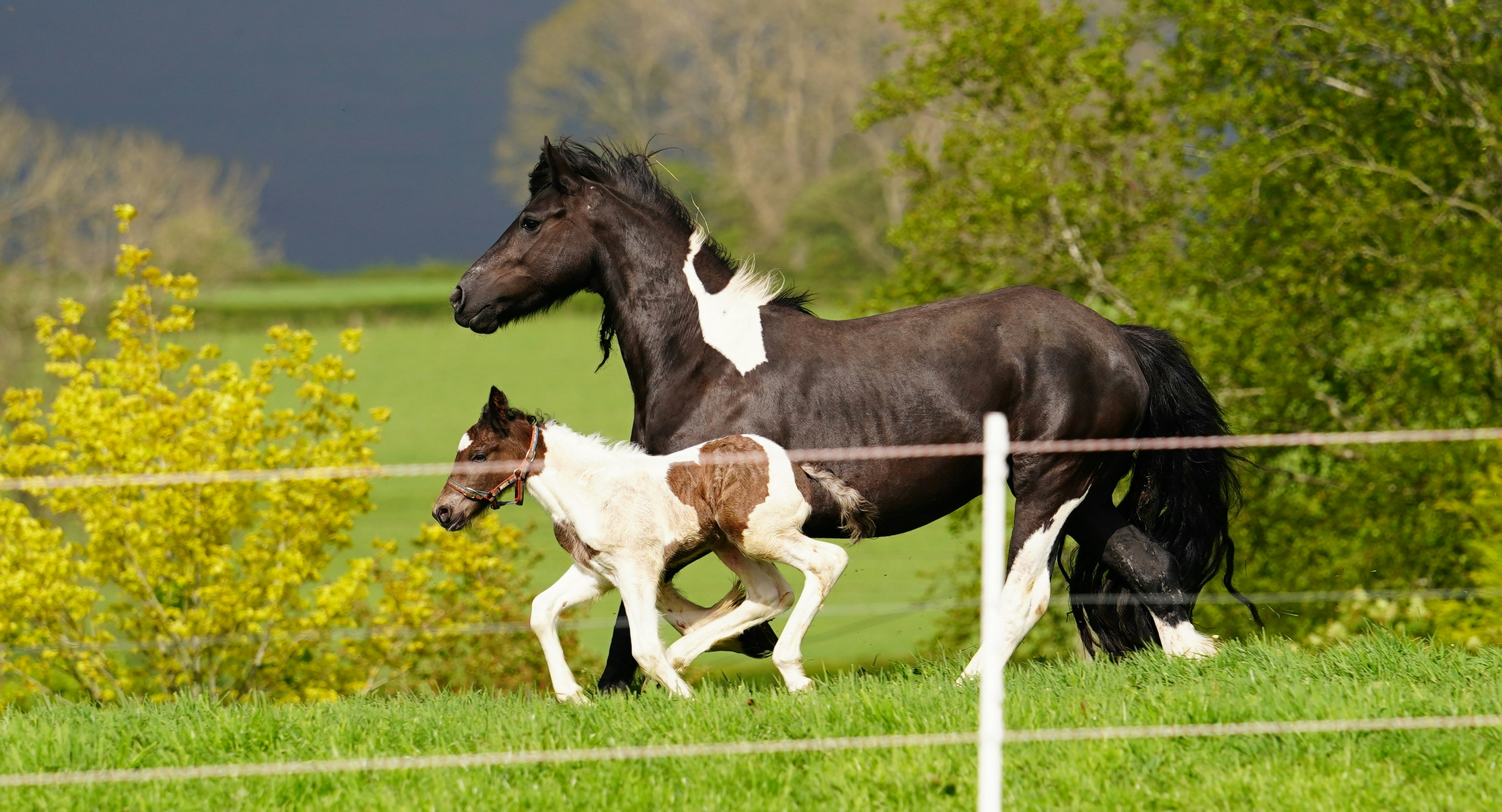 Un cheval et un chien courant sur l’herbe photo – Photo Cheval Gratuite ...