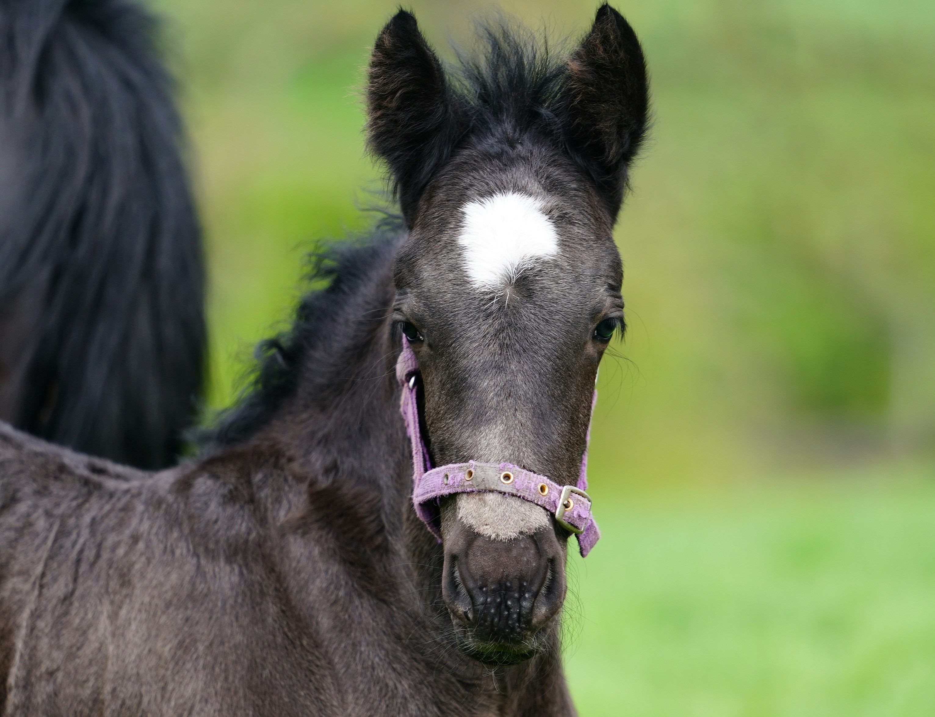 Gleam of the Blaze: A Close Portrait of a Dark Horse in a Sunlit Field