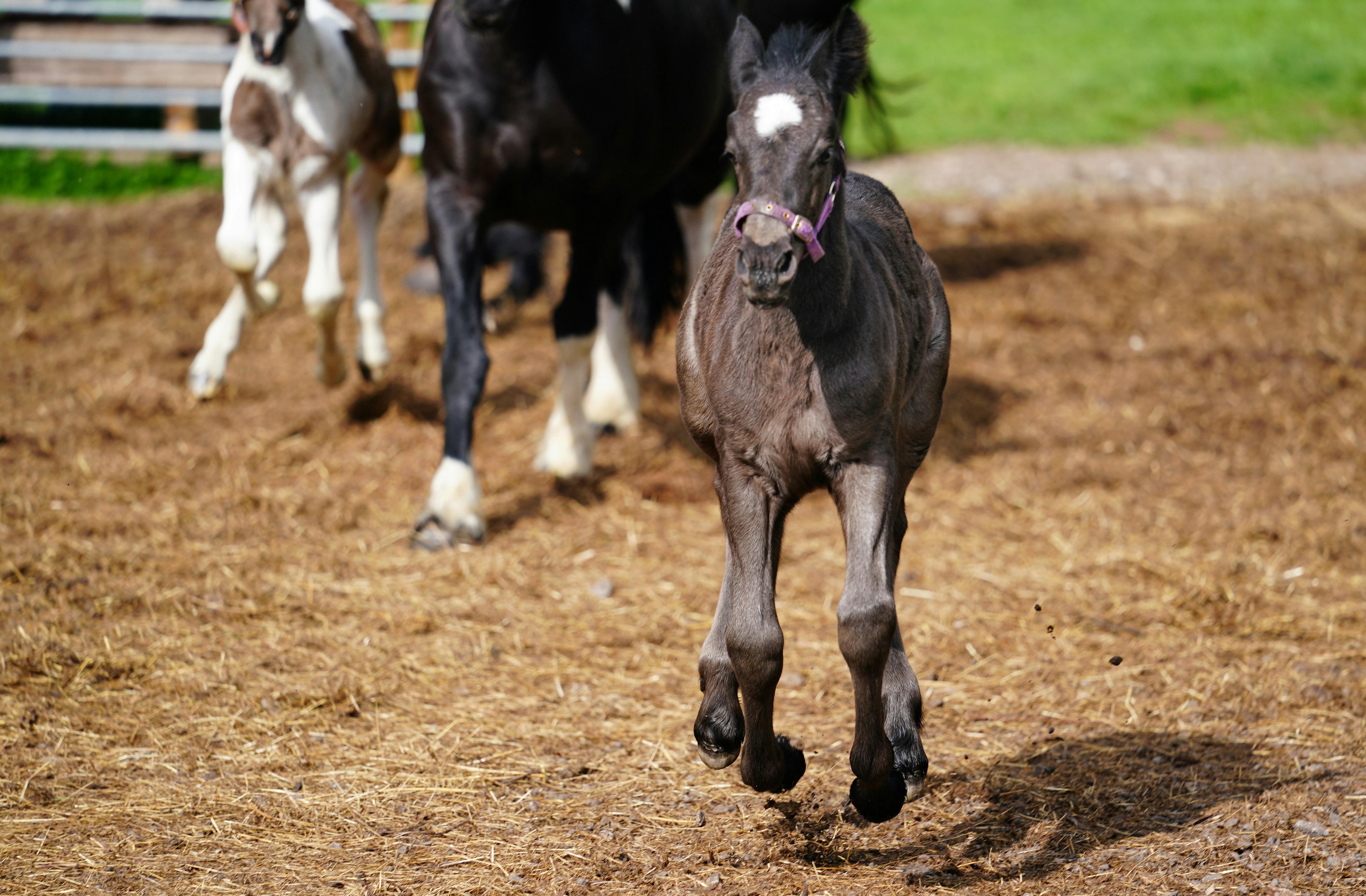 Charge of the Grey Foal: A Close-Up Gallop Toward the Lens