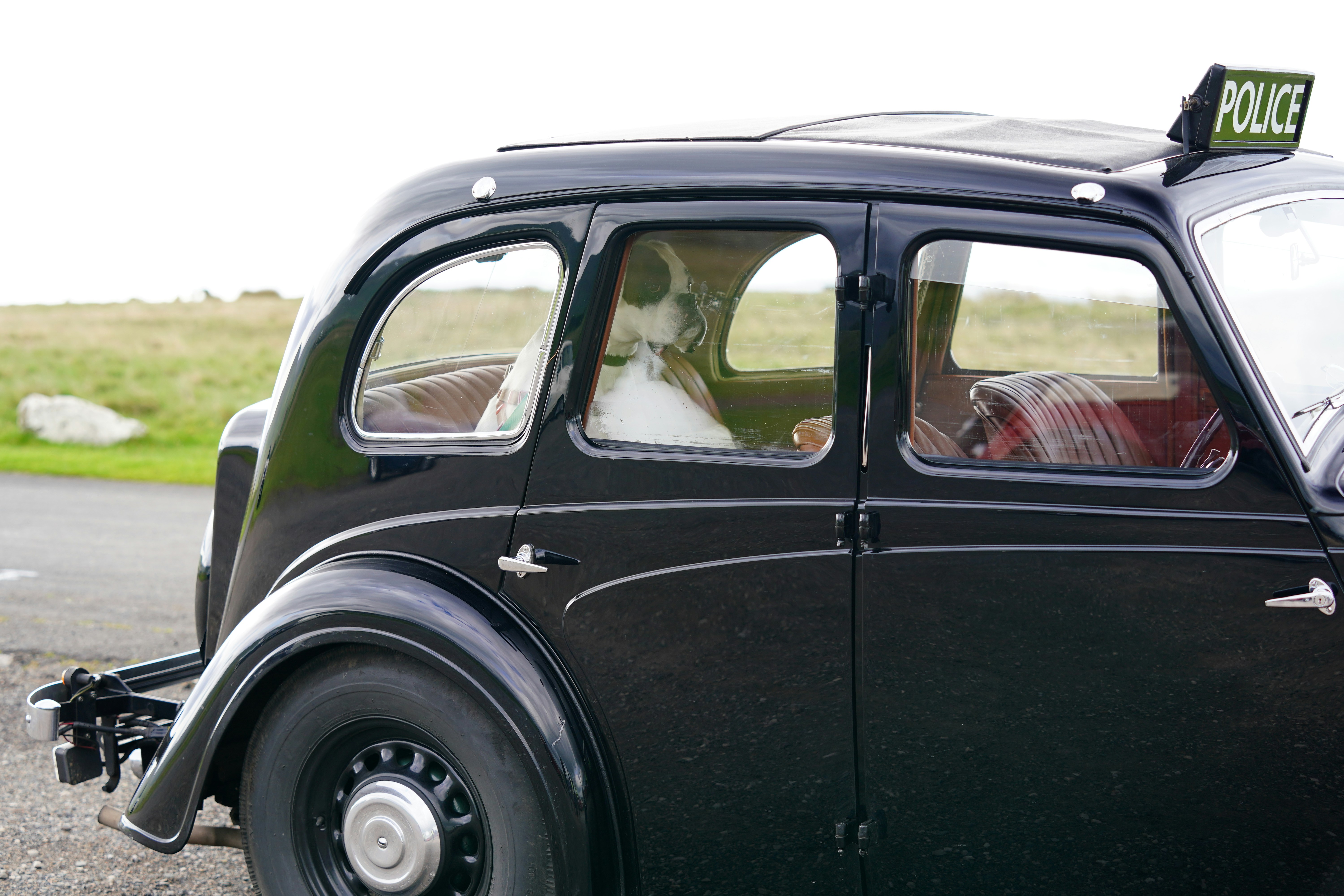 A vintage police car featuring a dog sitting attentively in the backseat, embodying a unique blend of nostalgia and duty.