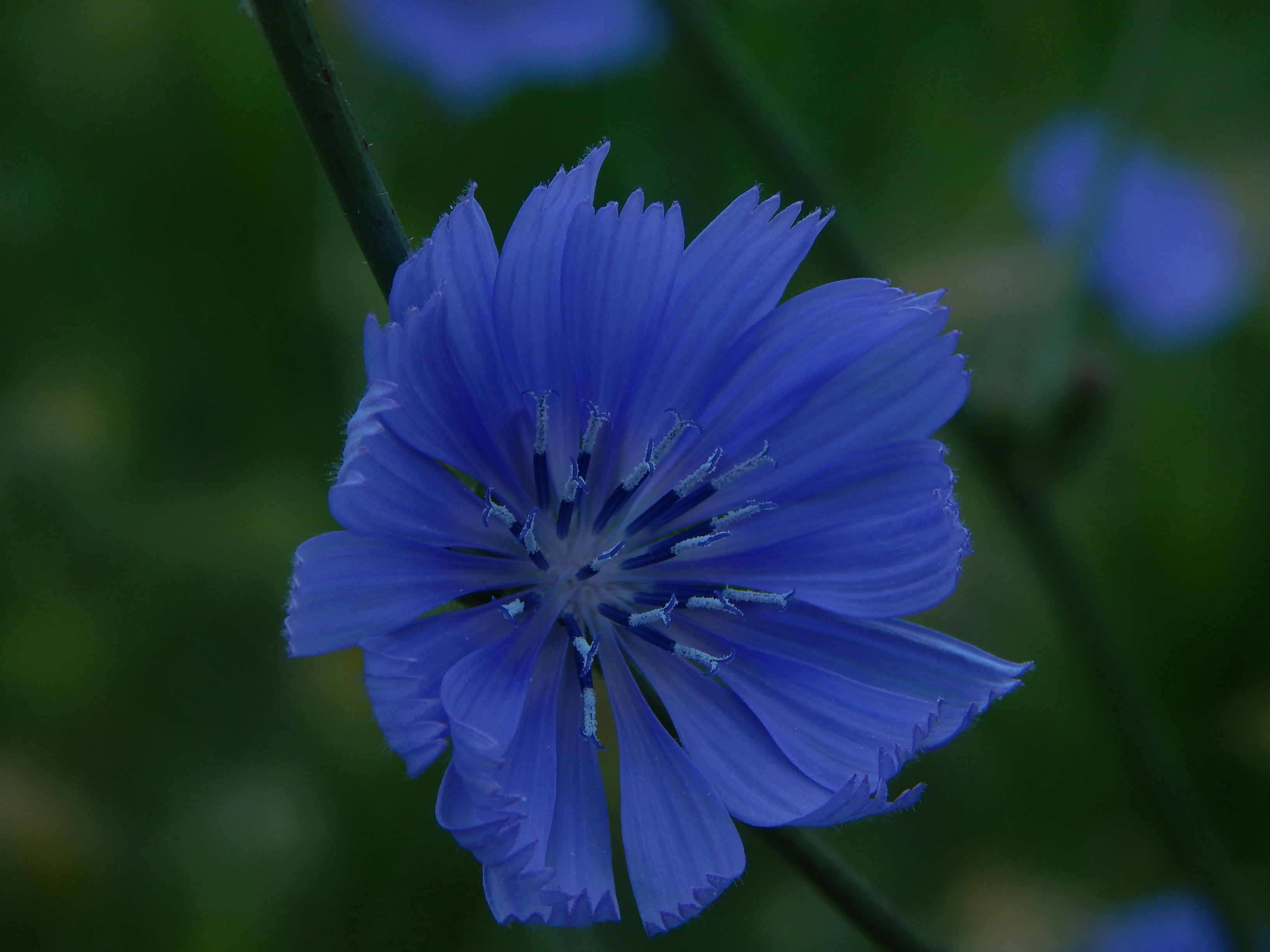 Flor De Milho Azul Fotos | Baixe imagens gratuitas na Unsplash