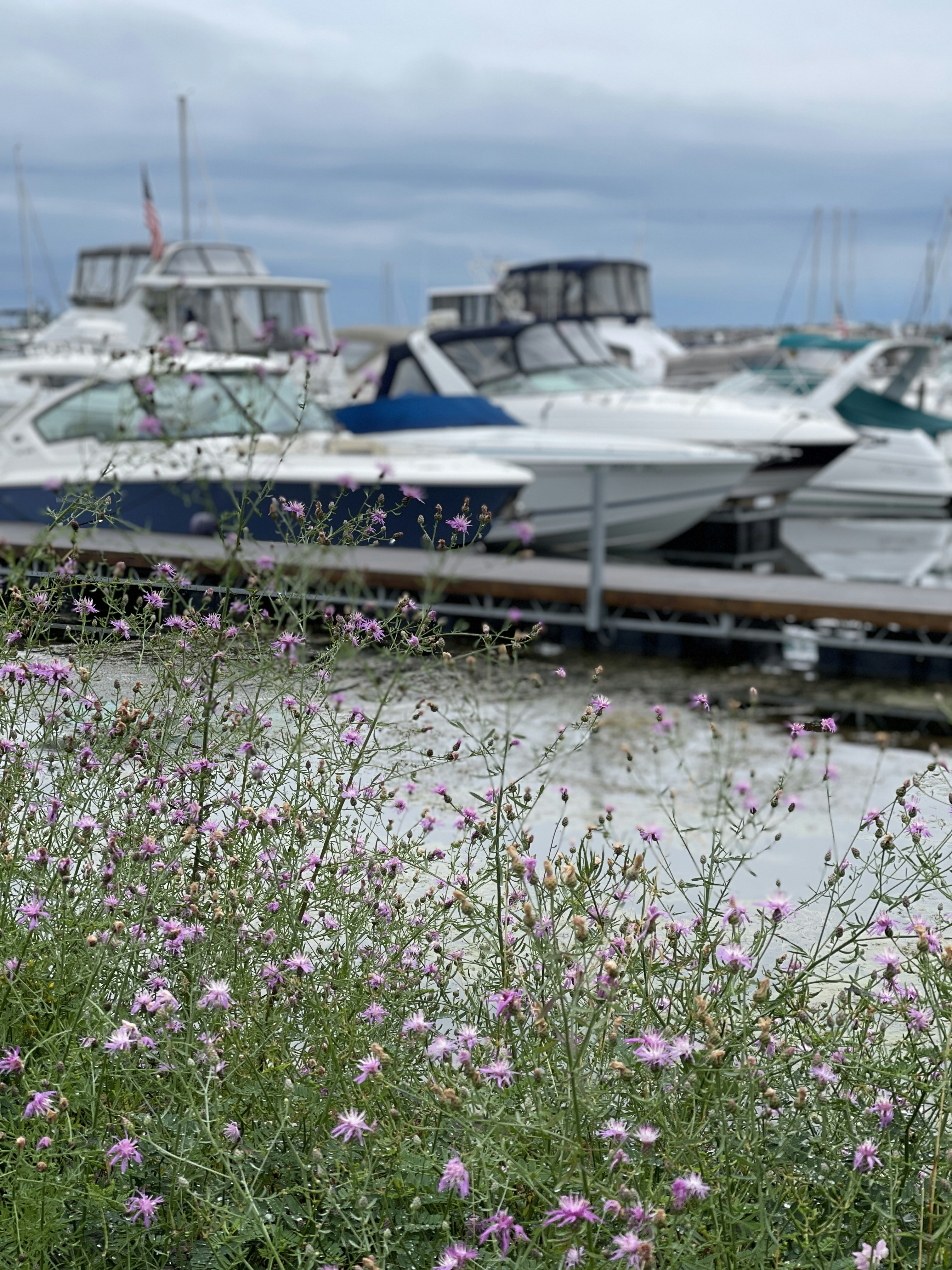 Pink Wildflowers at the Marina: Foreground Bloom, Blurred Yachts