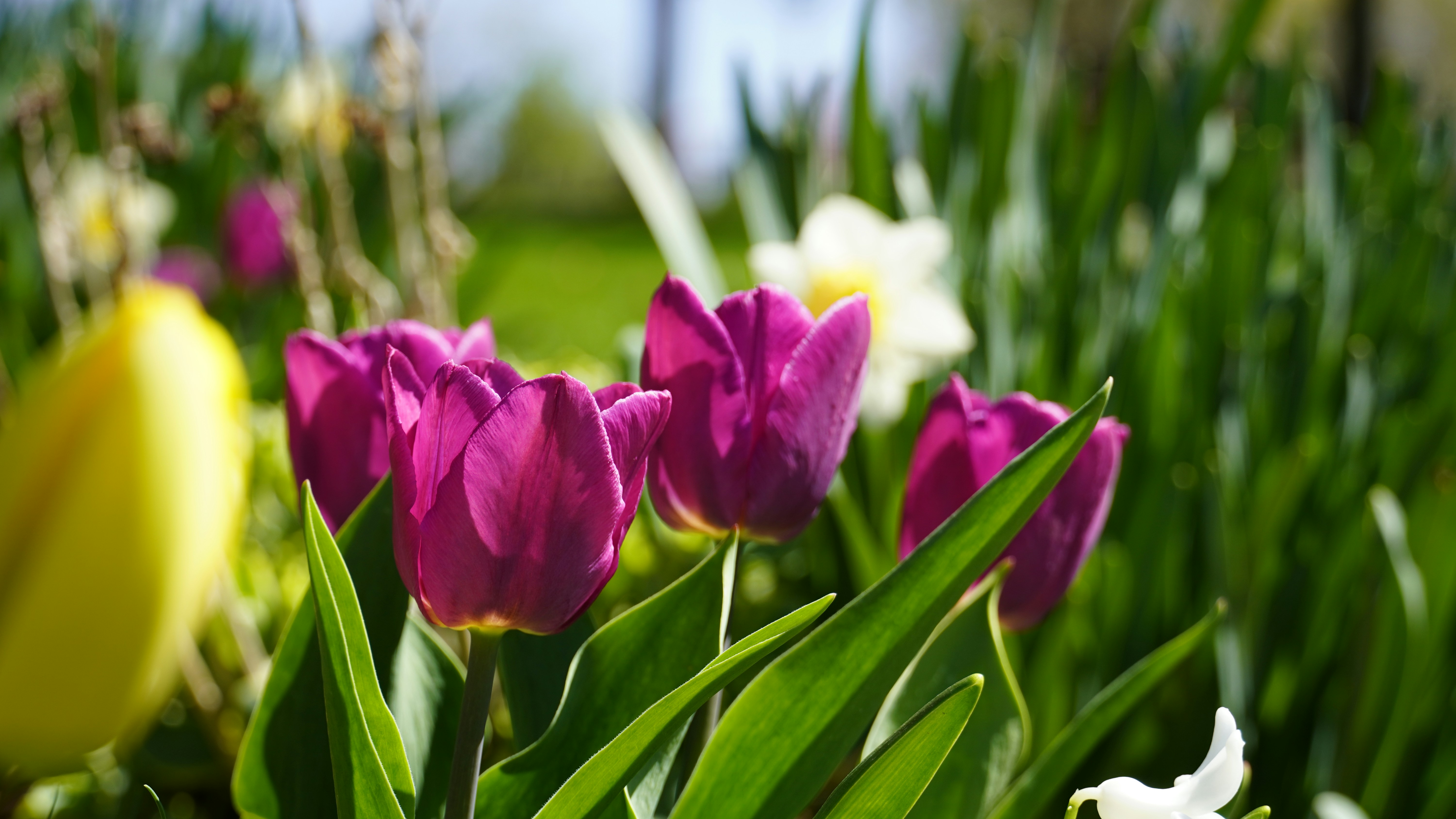 Magenta Tulips in Soft Focus: A Sunlit Garden Portrait