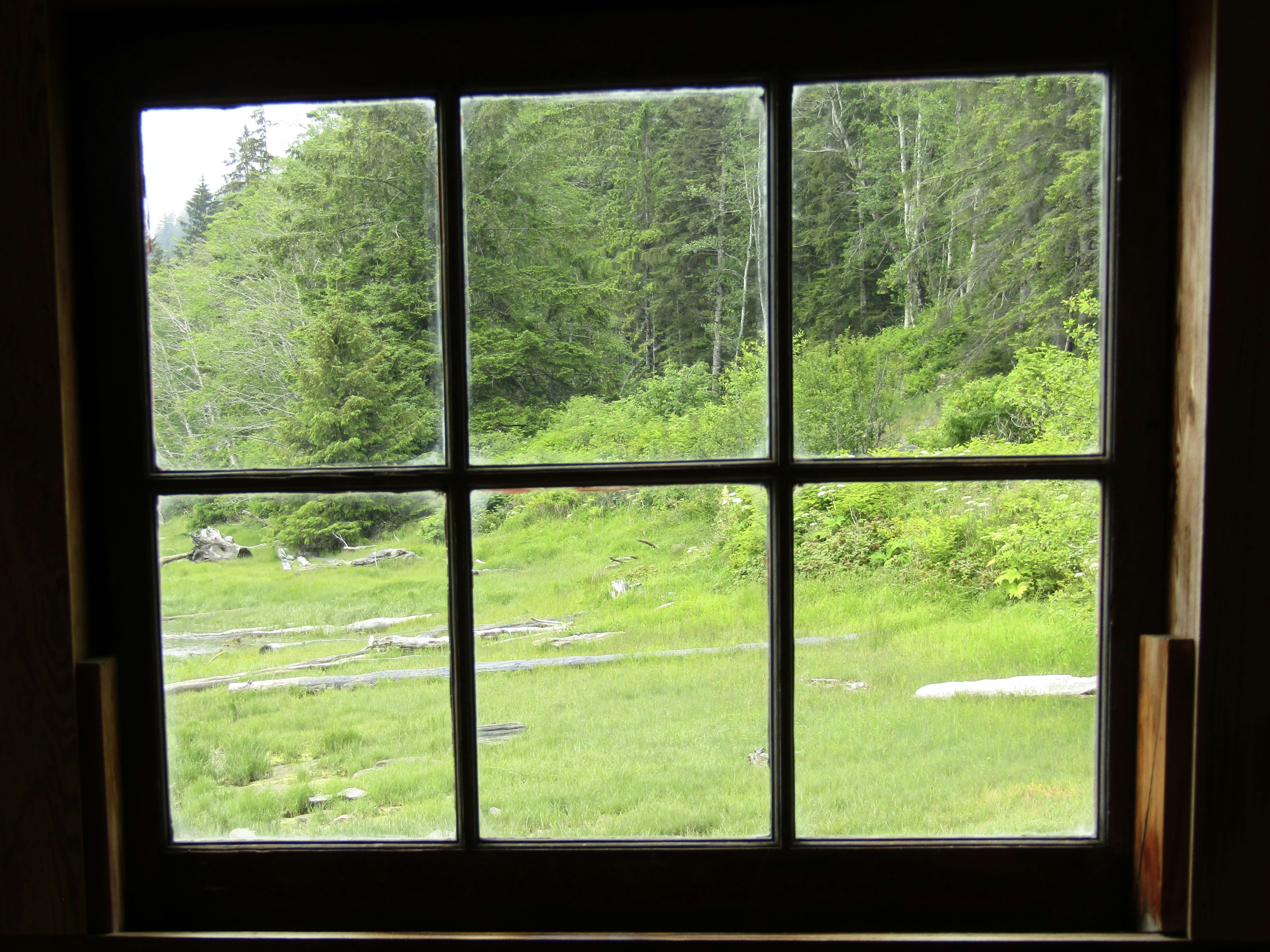 A group of windows with trees outside photo – Free Window Image on Unsplash