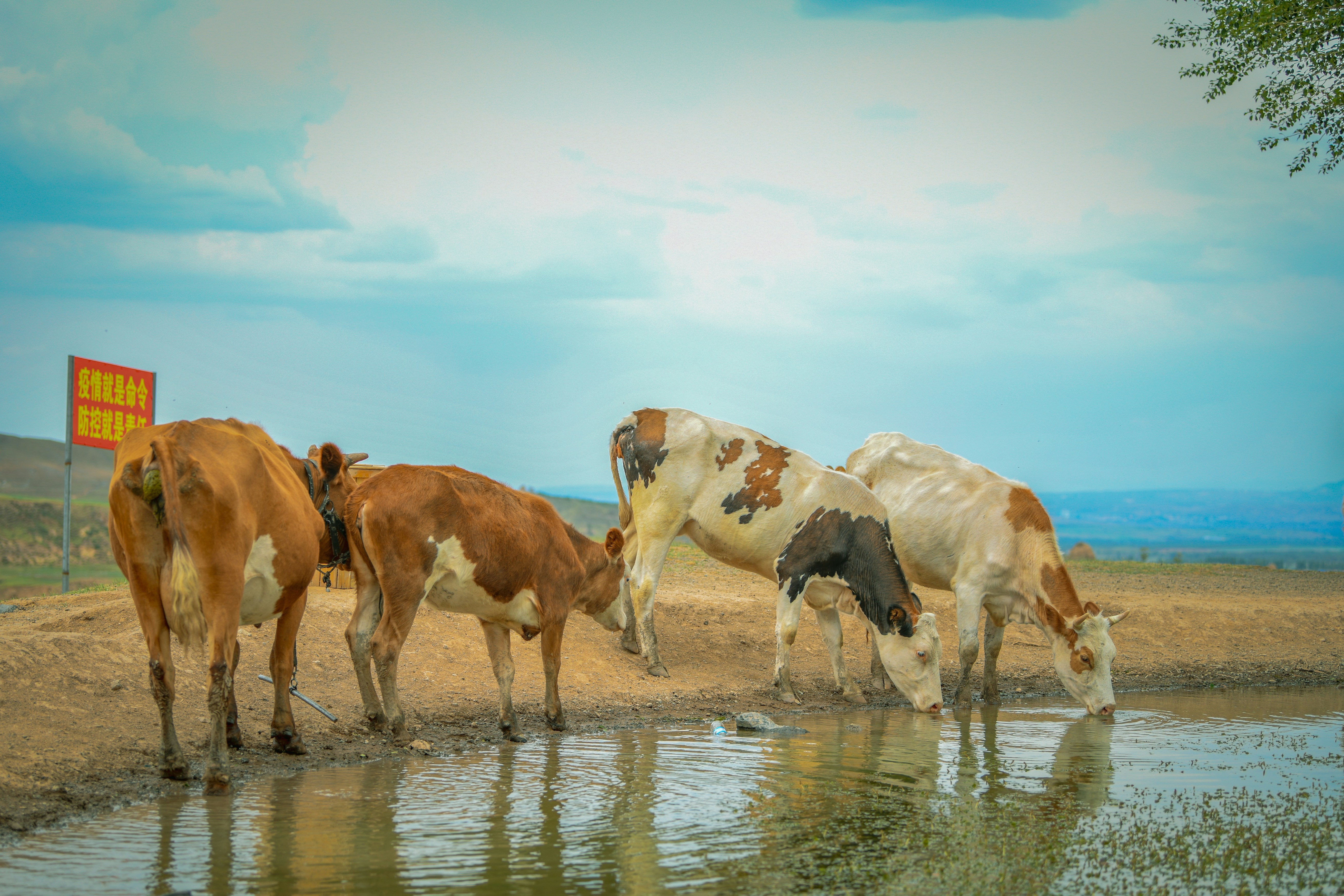 A group of cows drinking water photo – Free Mammal Image on Unsplash