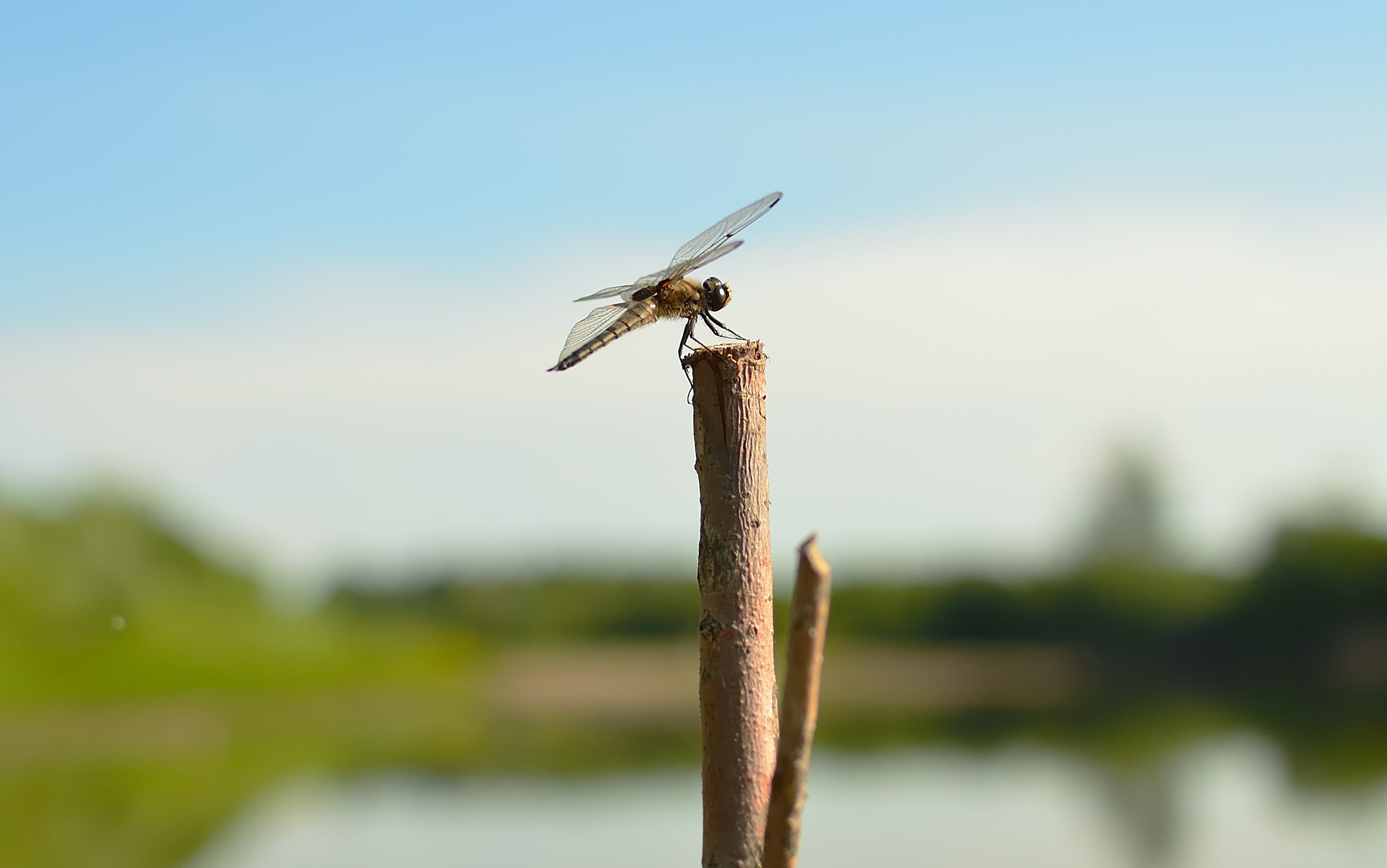 Quiet Perch: Dragonfly on a Weathered Twig Over Calm Water