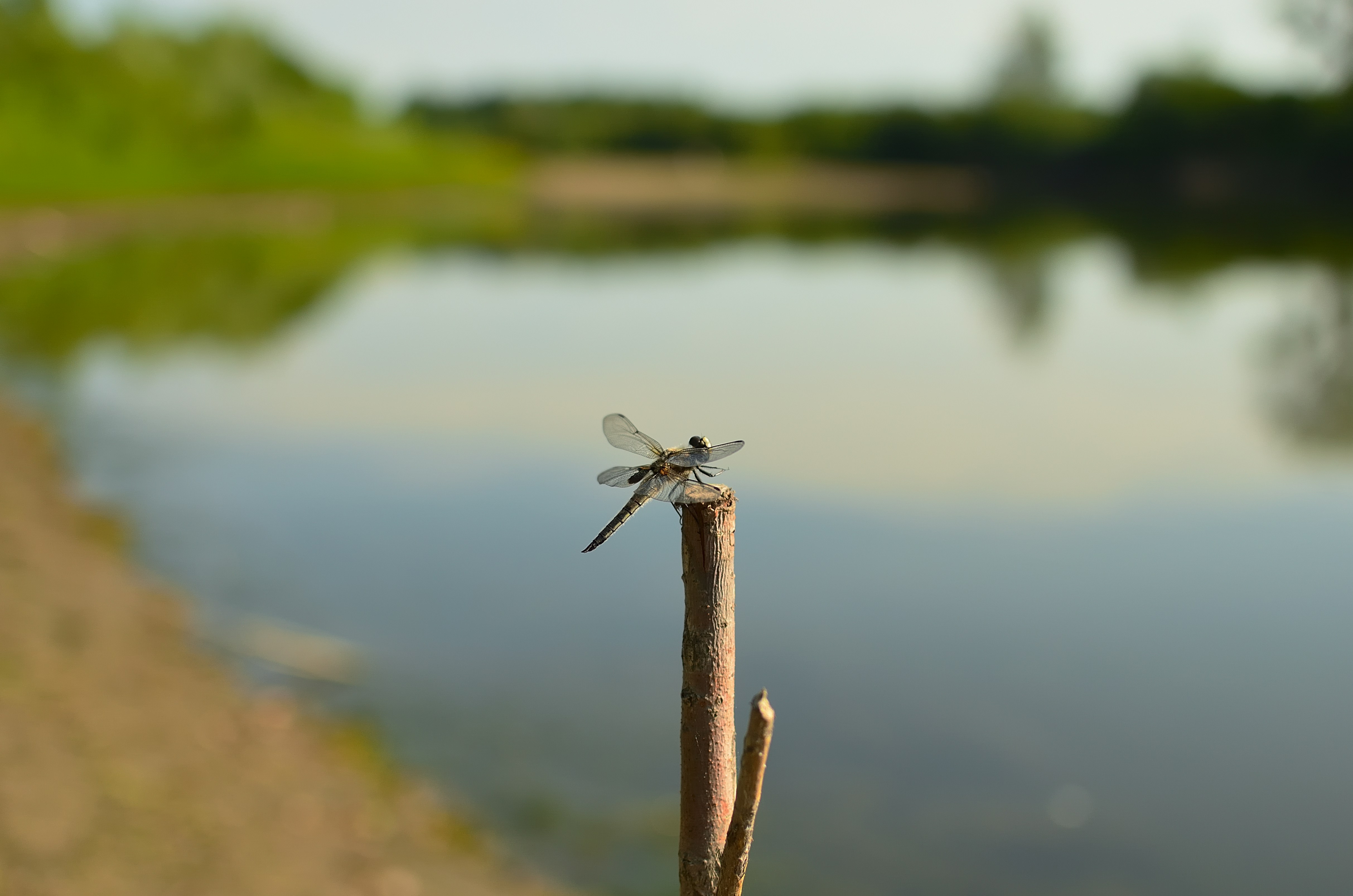 Lakeside Sentinel: dragonfly on a weathered twig above still water