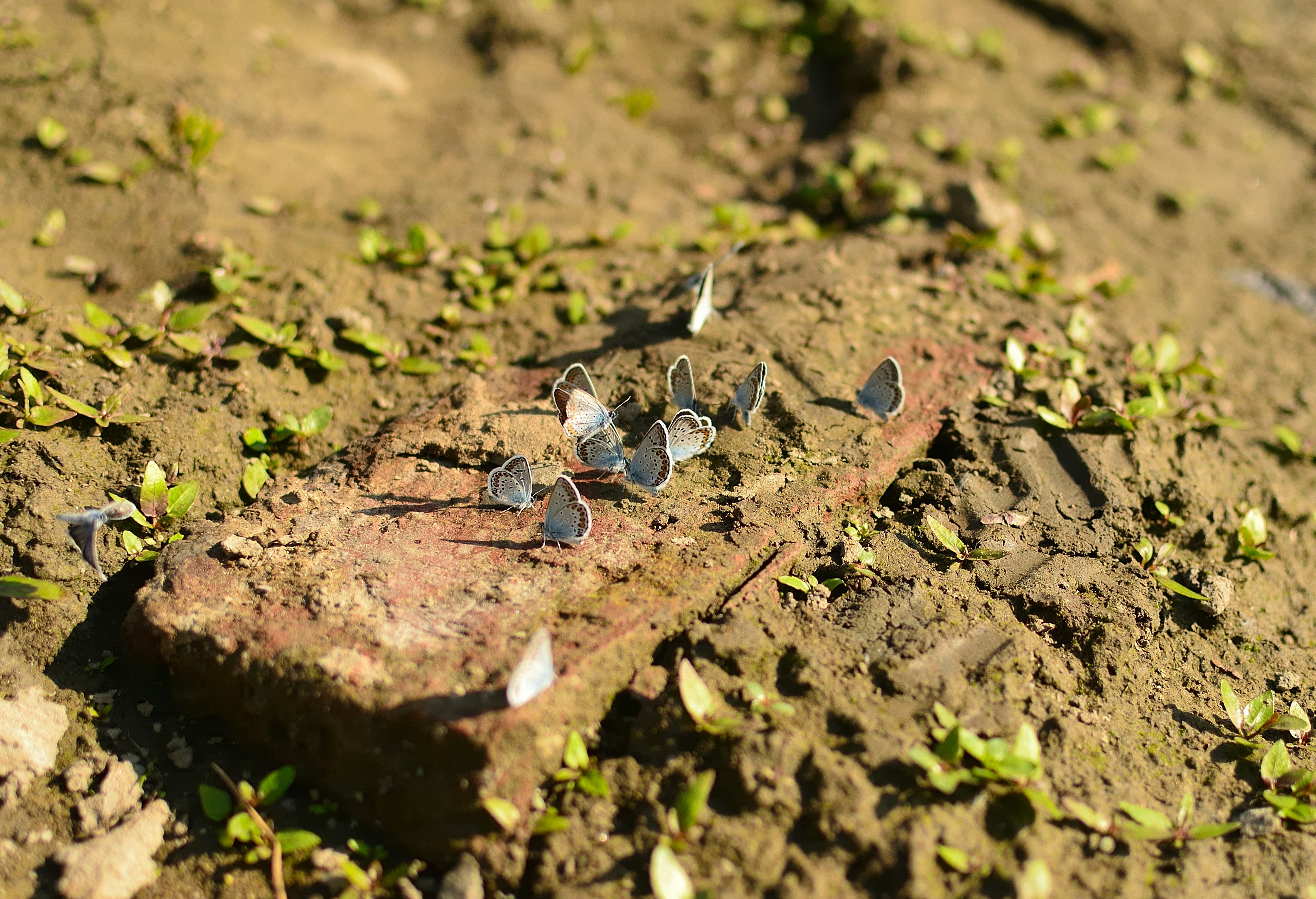 a group of small insects on a rock