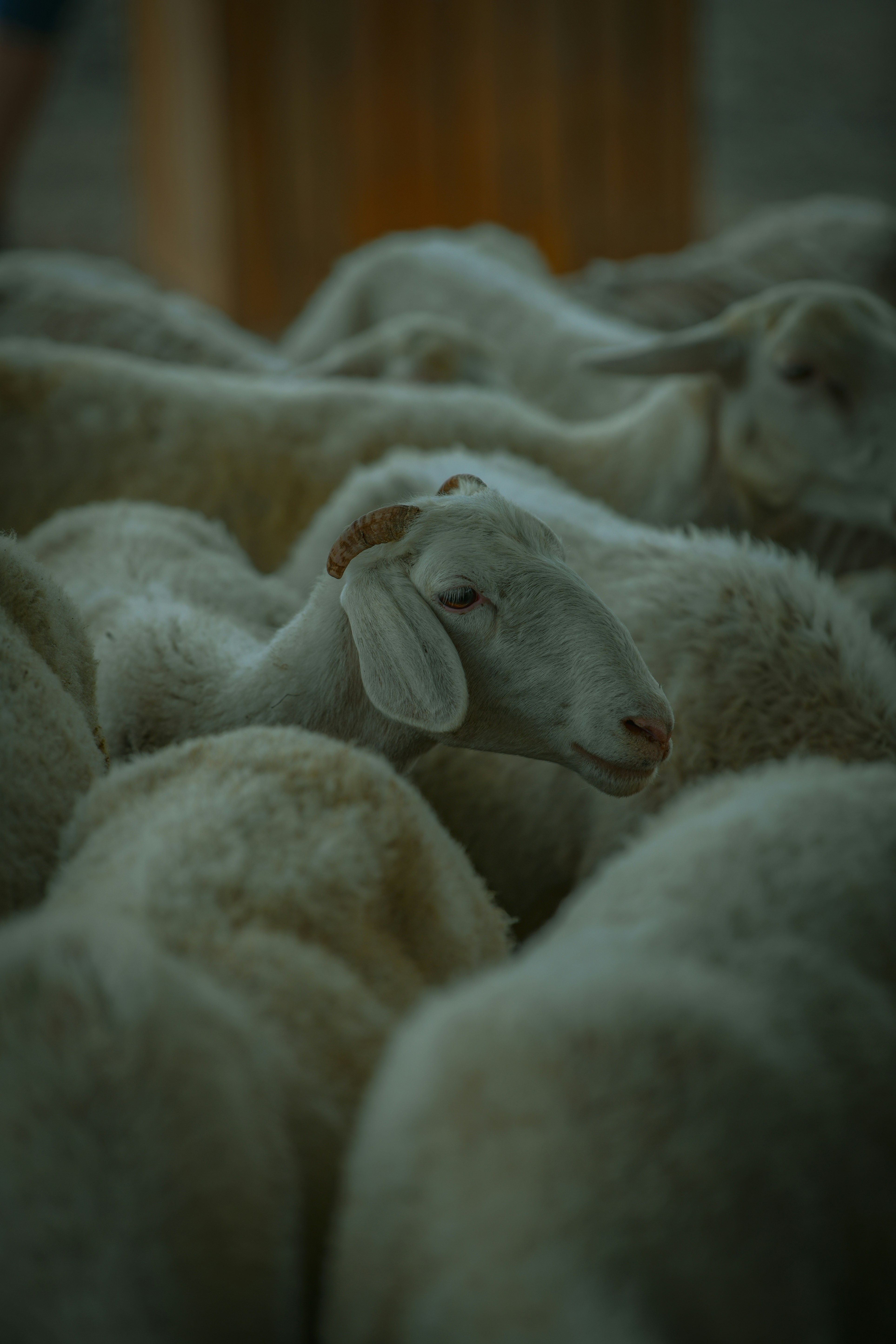 Photo by Quan-You Zhang with Nikon D850