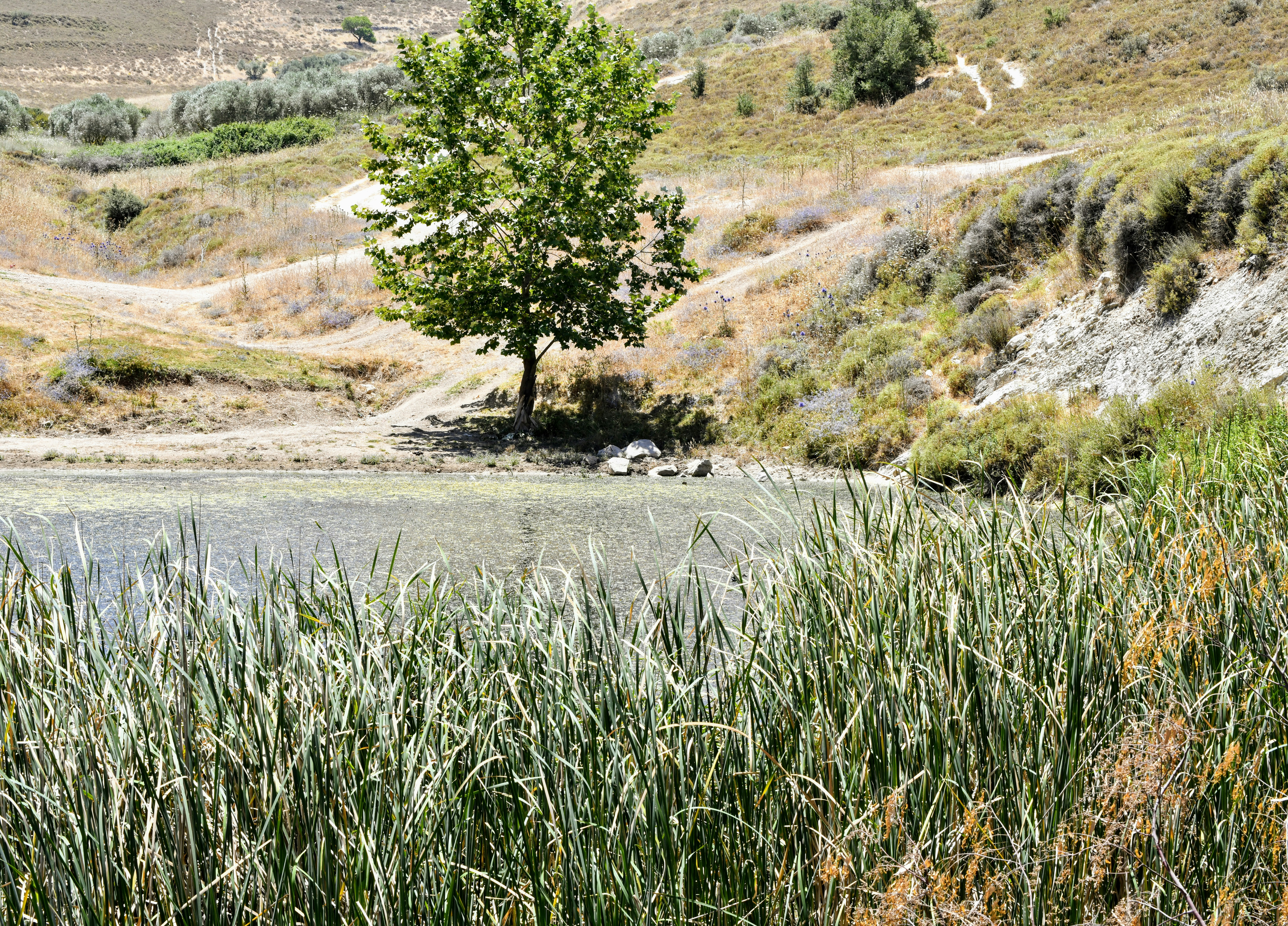 Solitary Tree by a Quiet Wetland, Framed by Reeds and Distant Hills