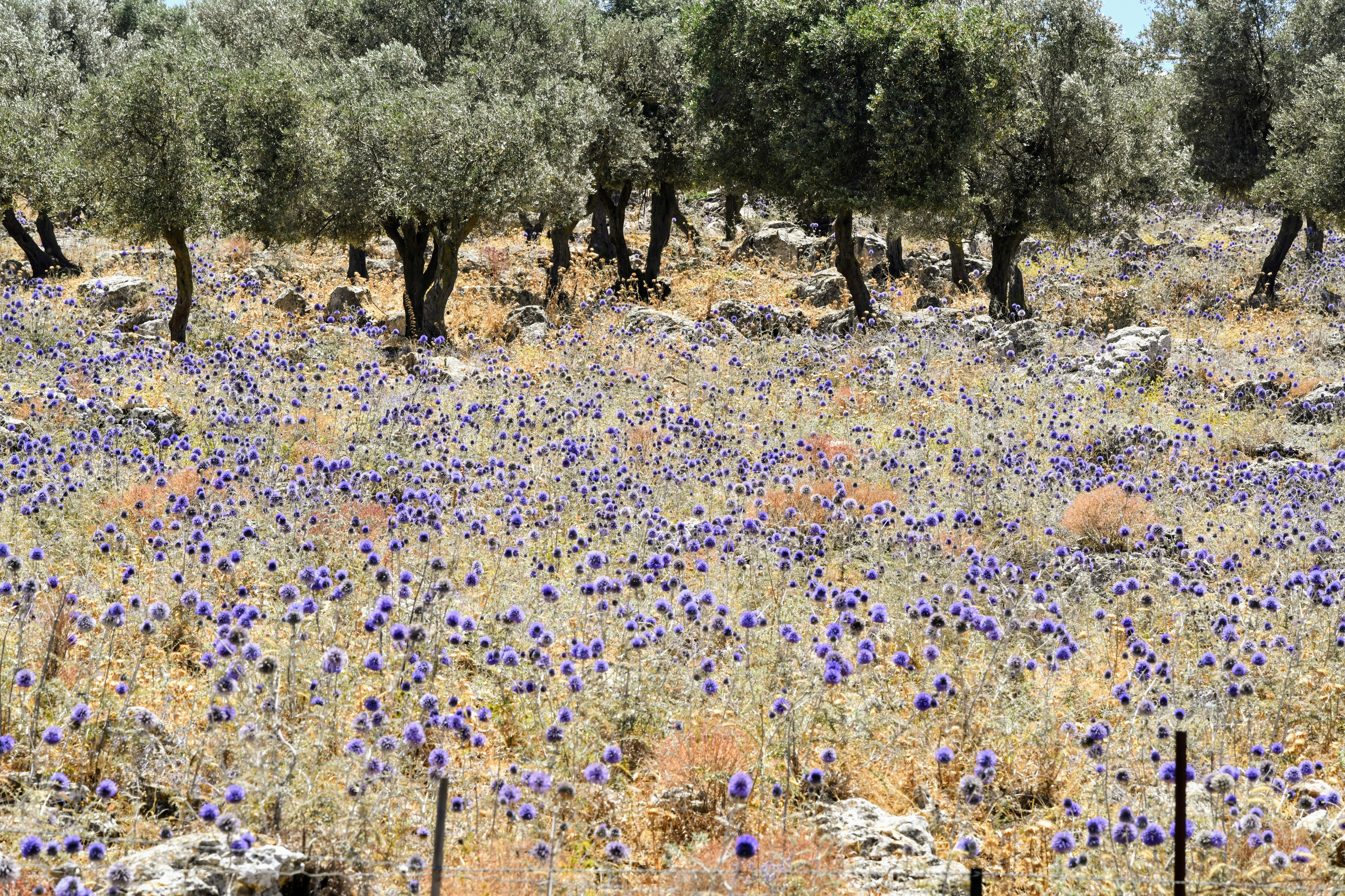 Purple meadow under olive trees: a sunlit field of violets