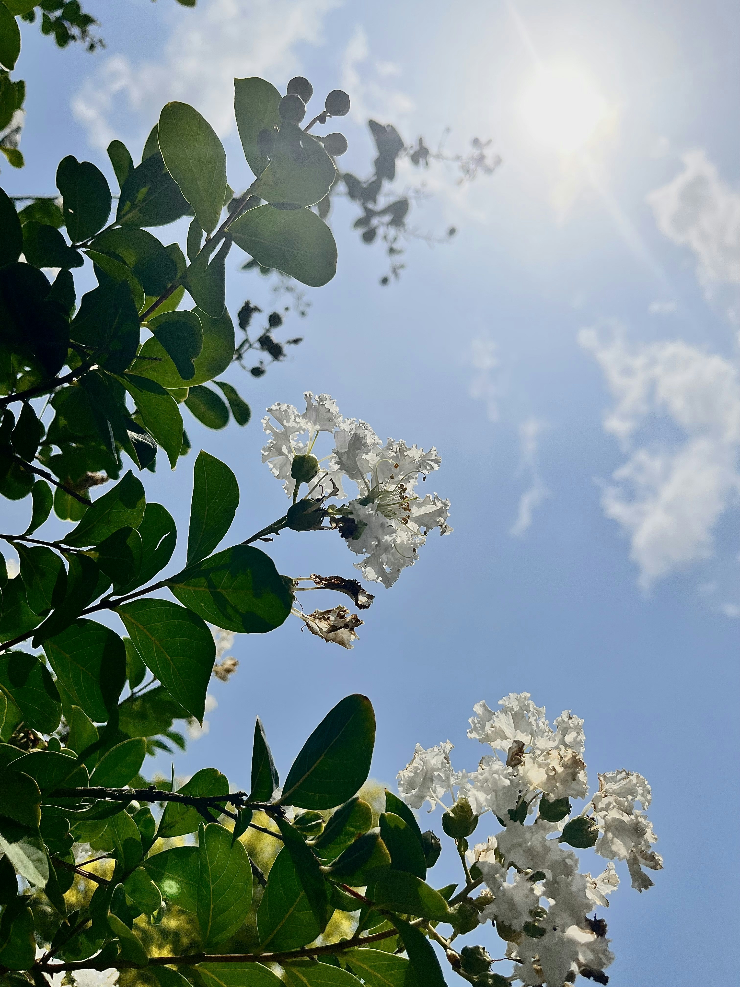 Delicate white flowers framed by lush green leaves against a bright blue sky with scattered clouds. The sunlight filters through, highlighting the intricate details of the flora.