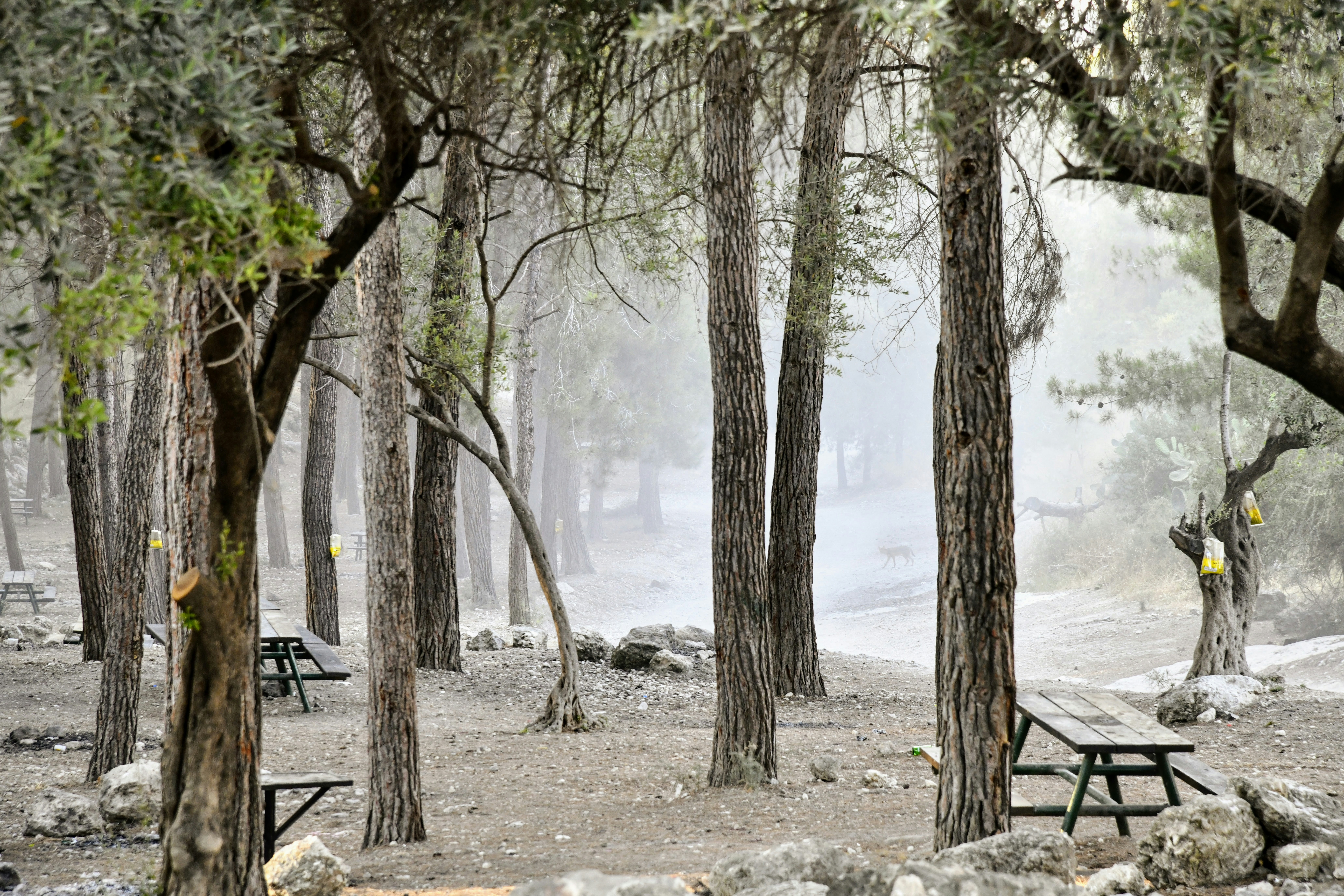 Mist-Laced Pines Framing a Secluded Park at Dawn