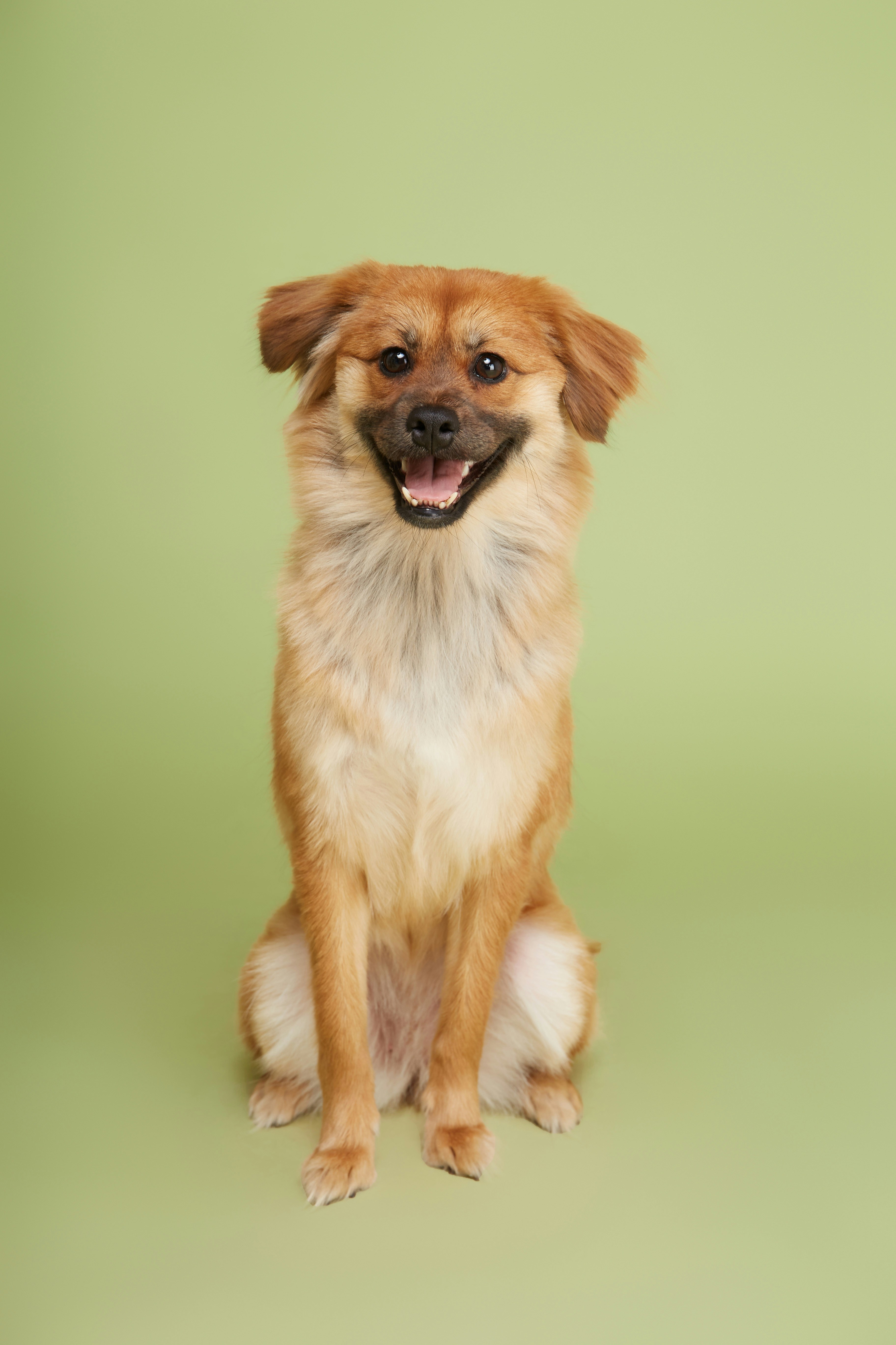A cheerful dog with a golden-brown coat sits against a soft green backdrop, exuding warmth and friendliness.