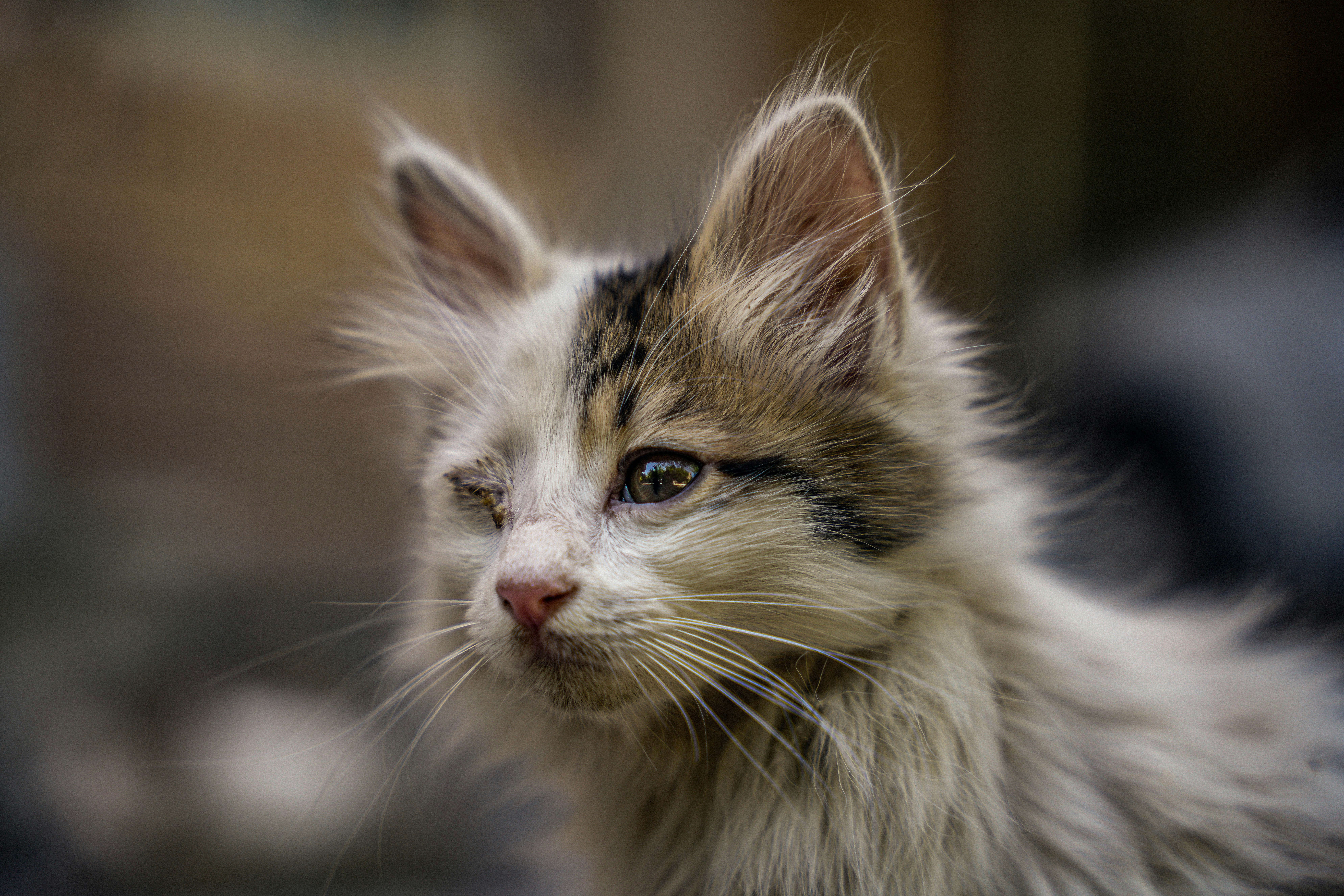 Wistful Kitten in Soft Evening Light