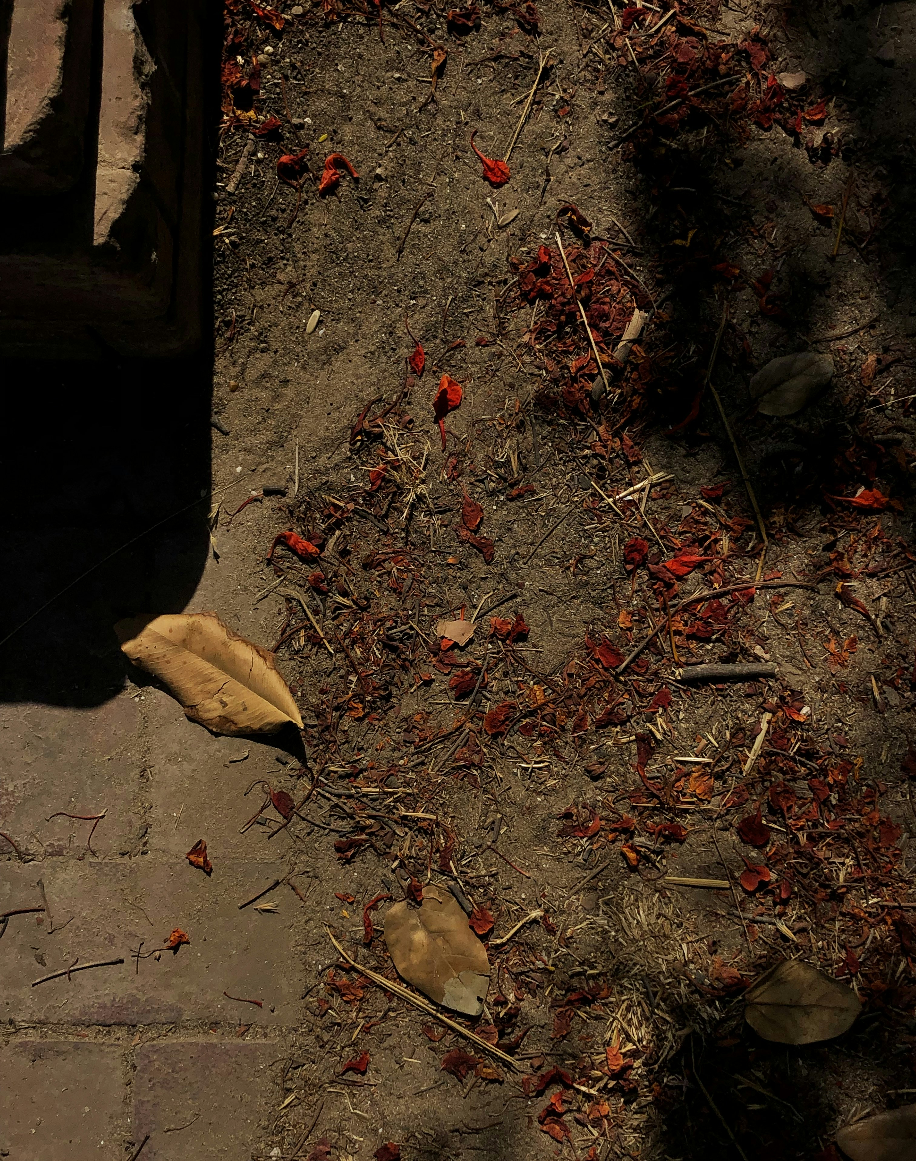 Autumn Debris on Sunlit Path: AQuiet Patch of Ground