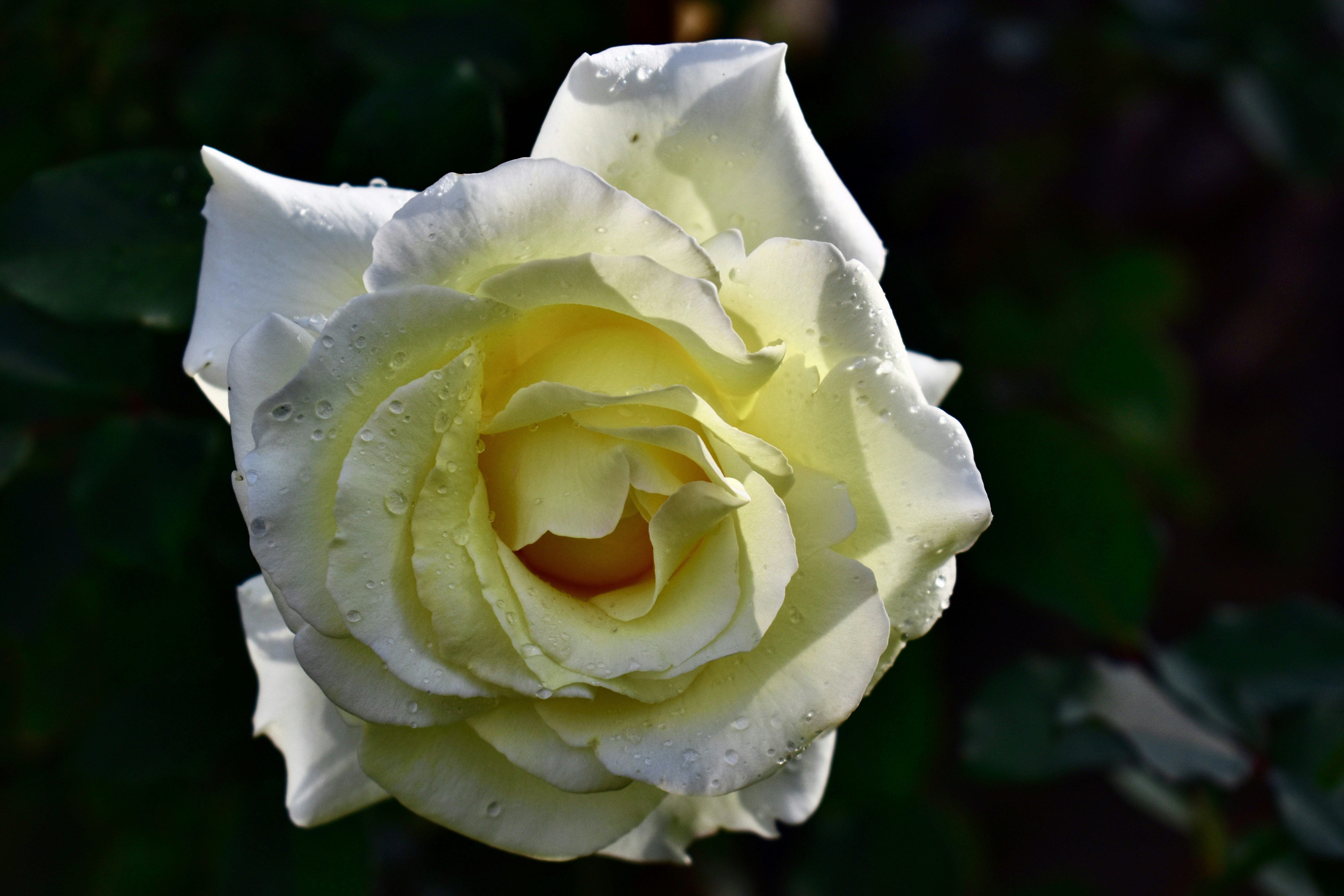 White Rose Flower Pictures | Download Free Images on Unsplash