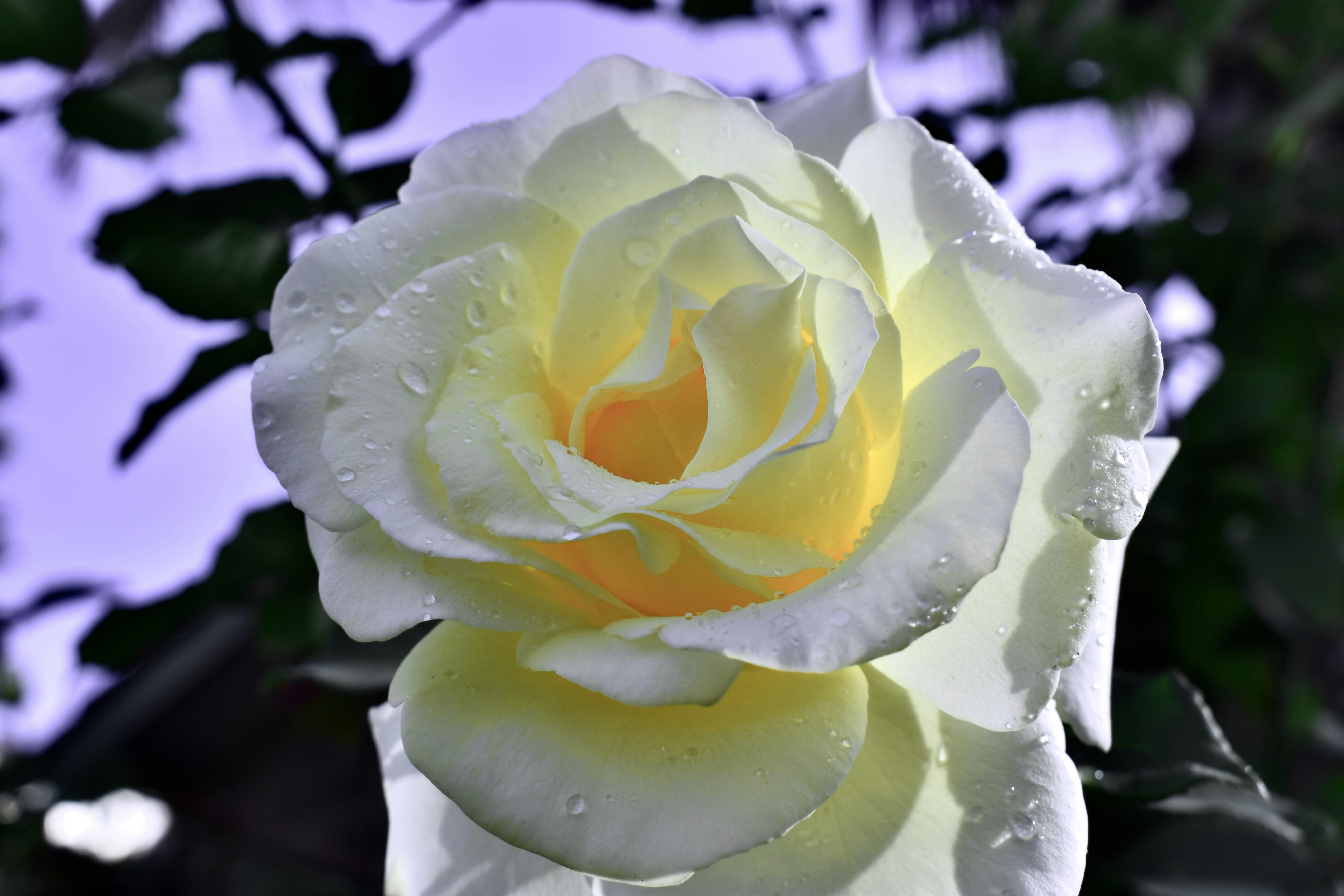 Dew-kissed Cream Rose Against a Lavender Backdrop