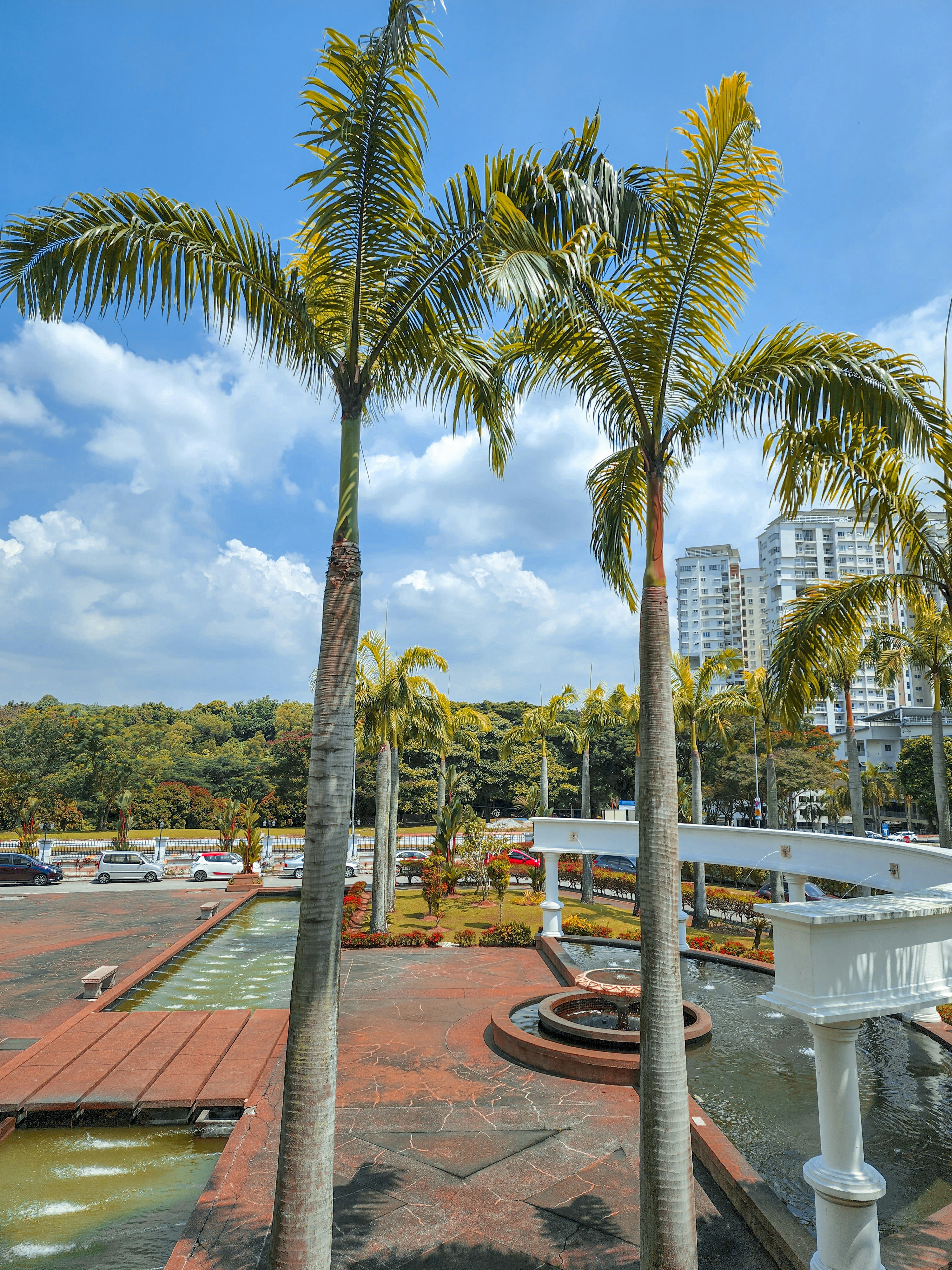 Tall Palms Over a Riverside Plaza