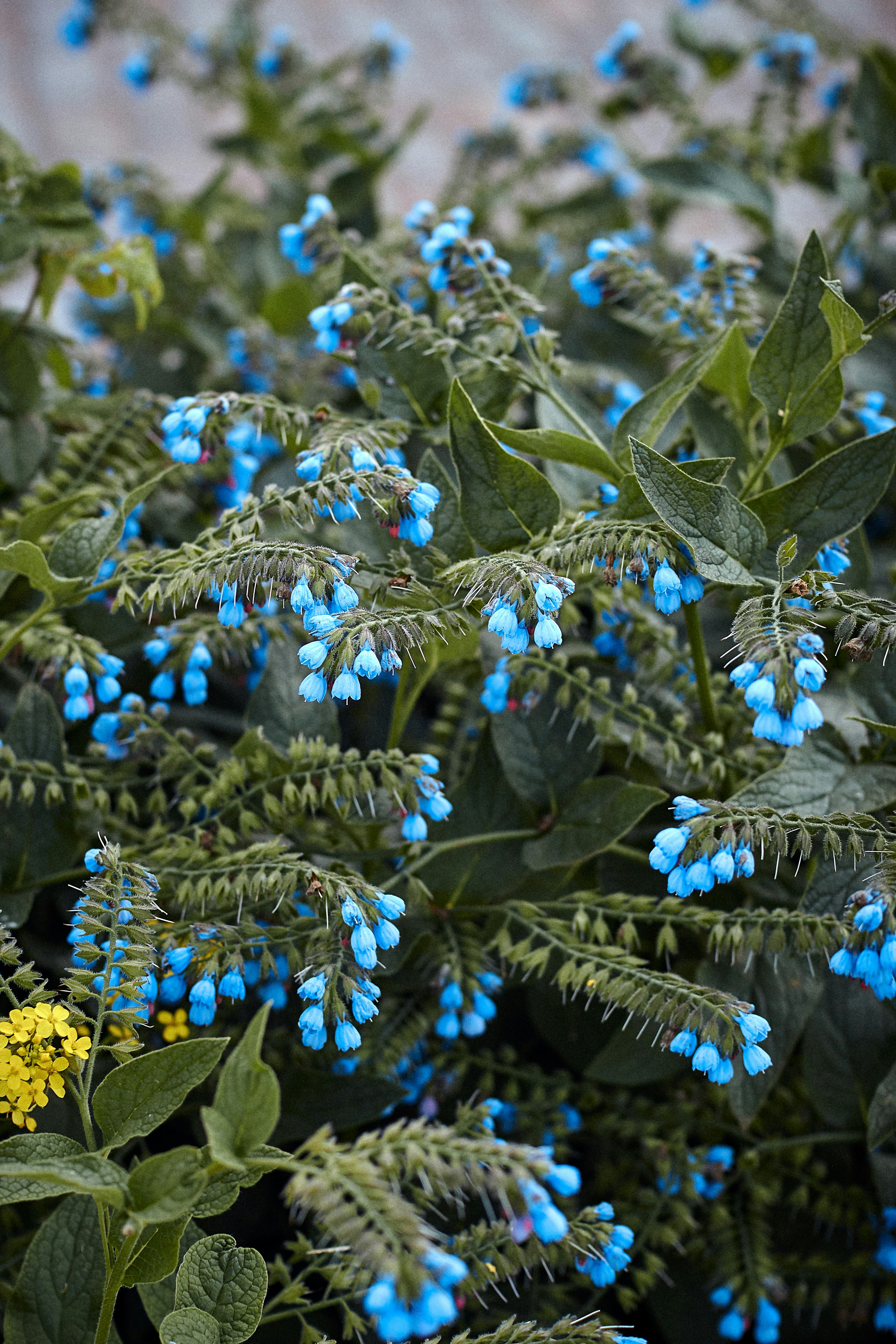 Clusters of vibrant blue flowers interspersed with green foliage and a hint of yellow blooms. The intricate details of the petals create a harmonious natural scene.