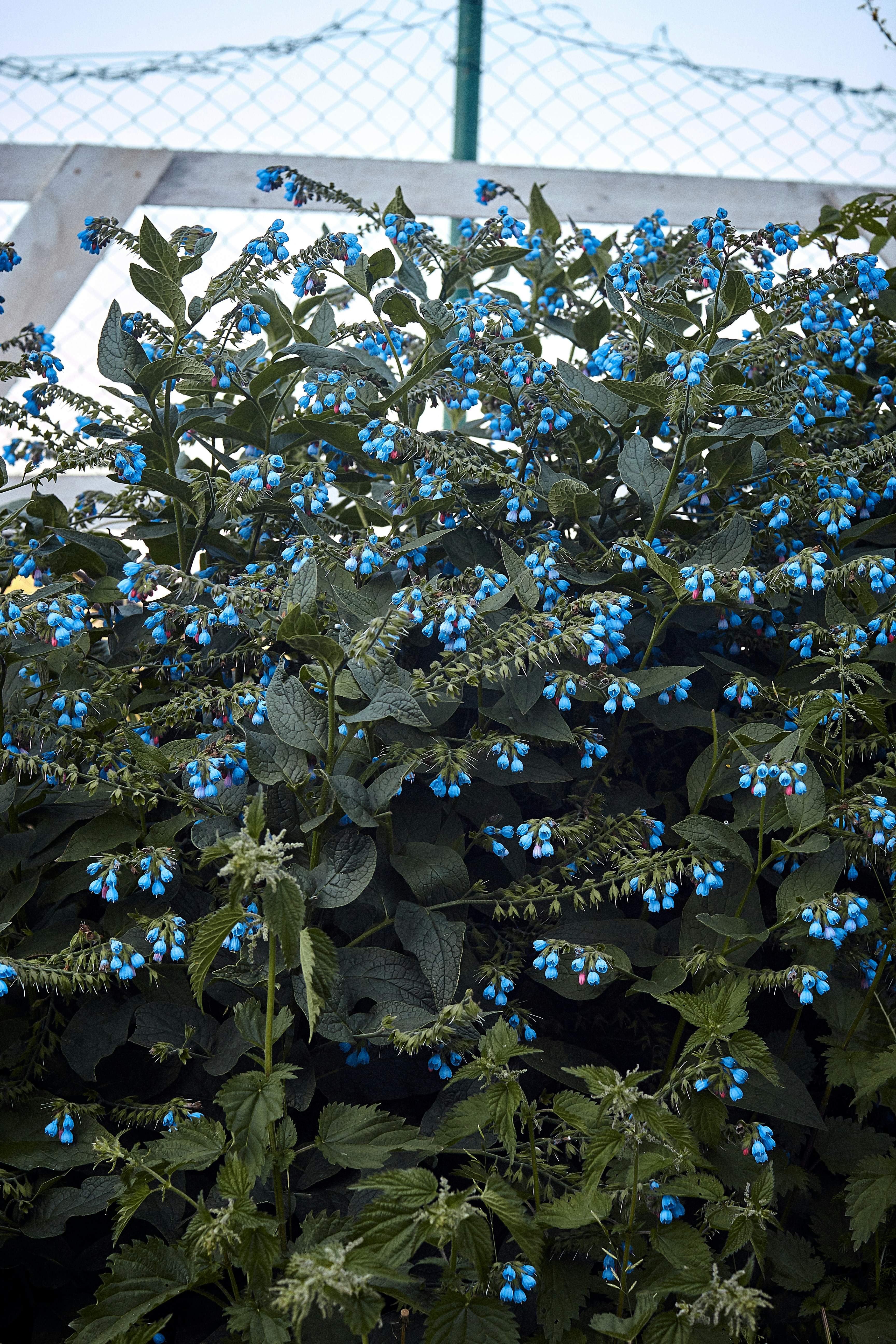 Blue Bell Cascade Along a Weathered Fence