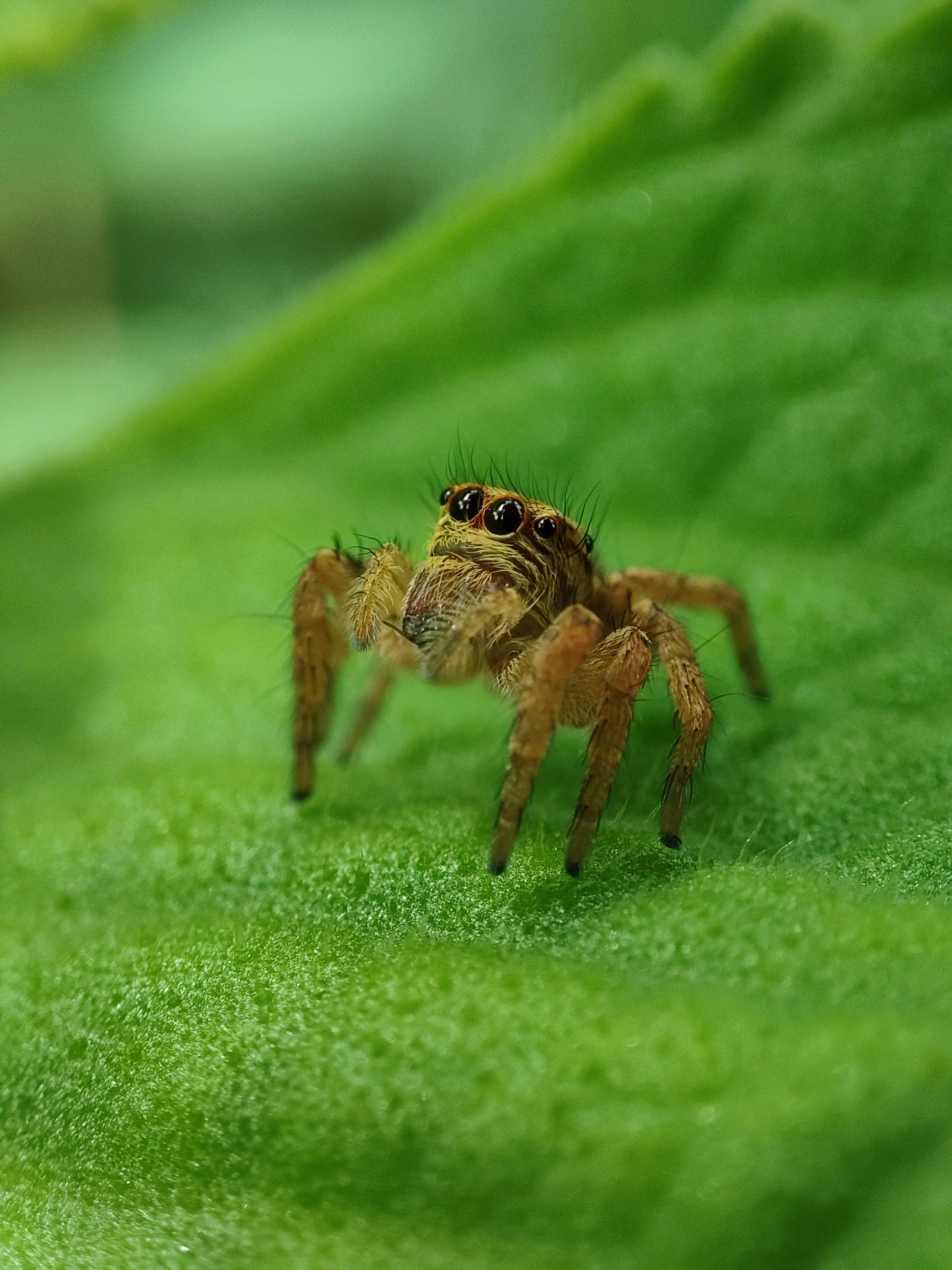 A close-up view of a spider perched on a vibrant green leaf, showcasing its intricate features and keen gaze.