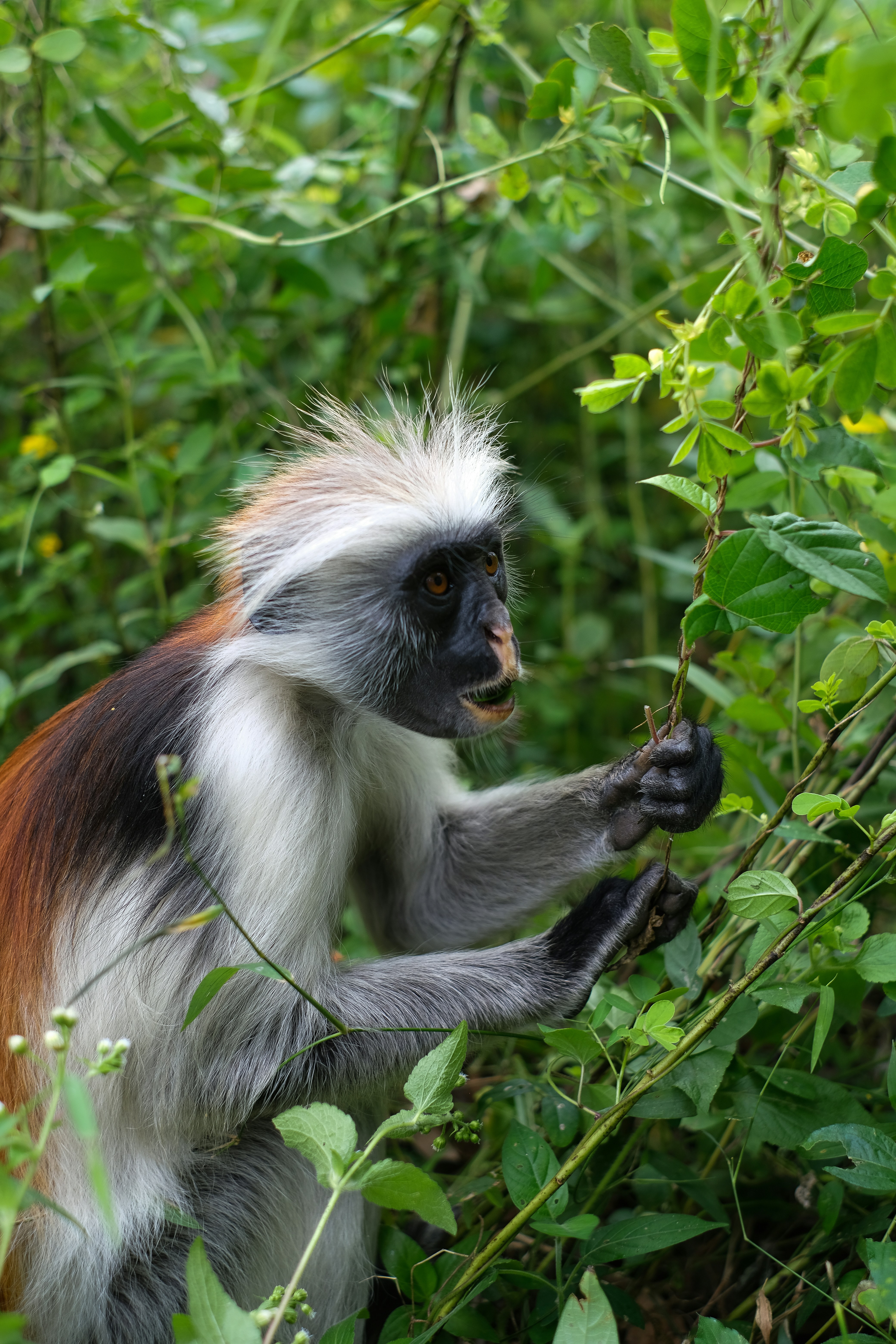 Un singe dans un arbre photo – Photo 탄자니아 Gratuite sur Unsplash