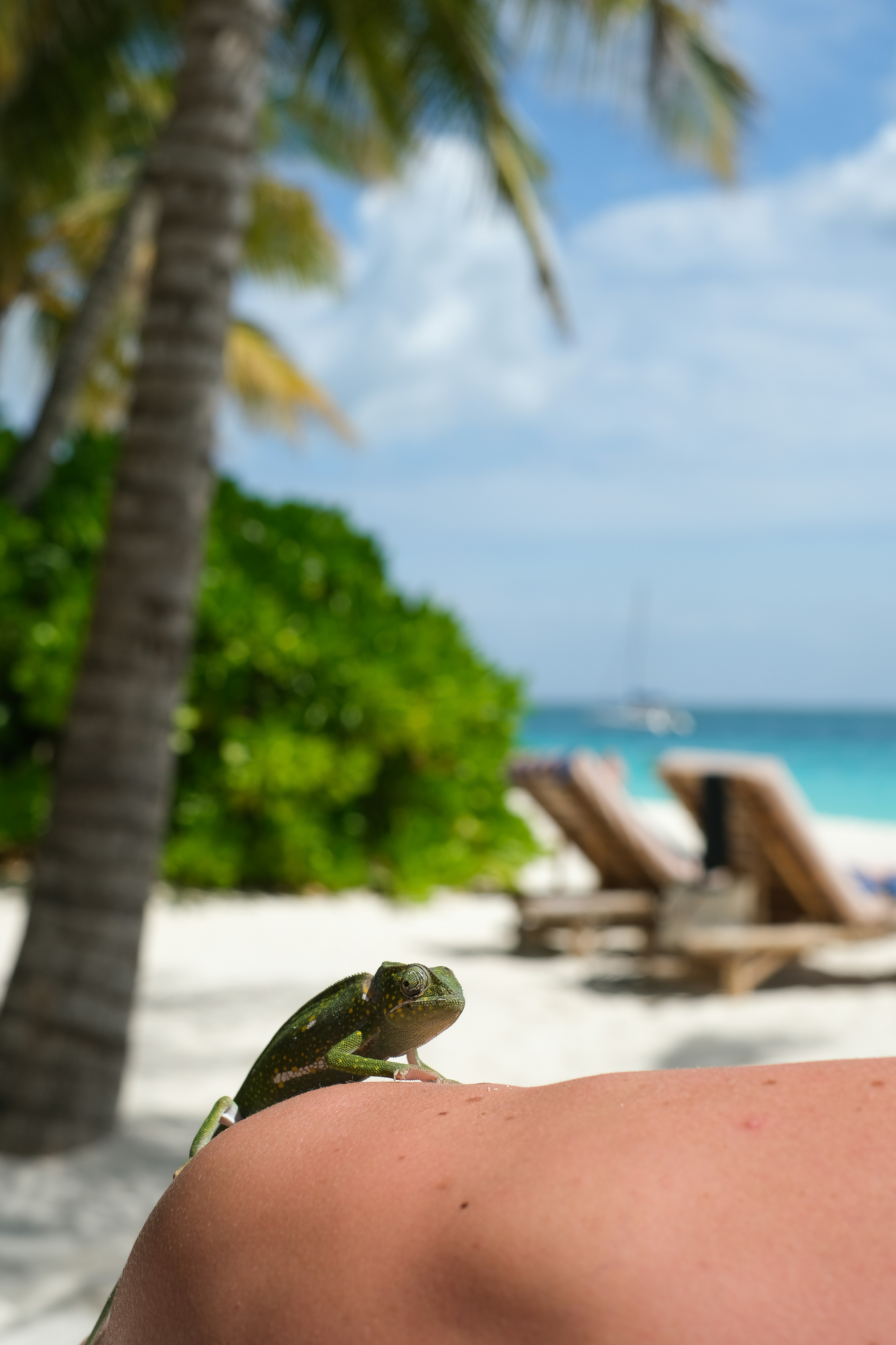Green lizard perched on a sunbather's shoulder with a tropical beach in the background. The scene captures a moment of harmony between wildlife and leisure.