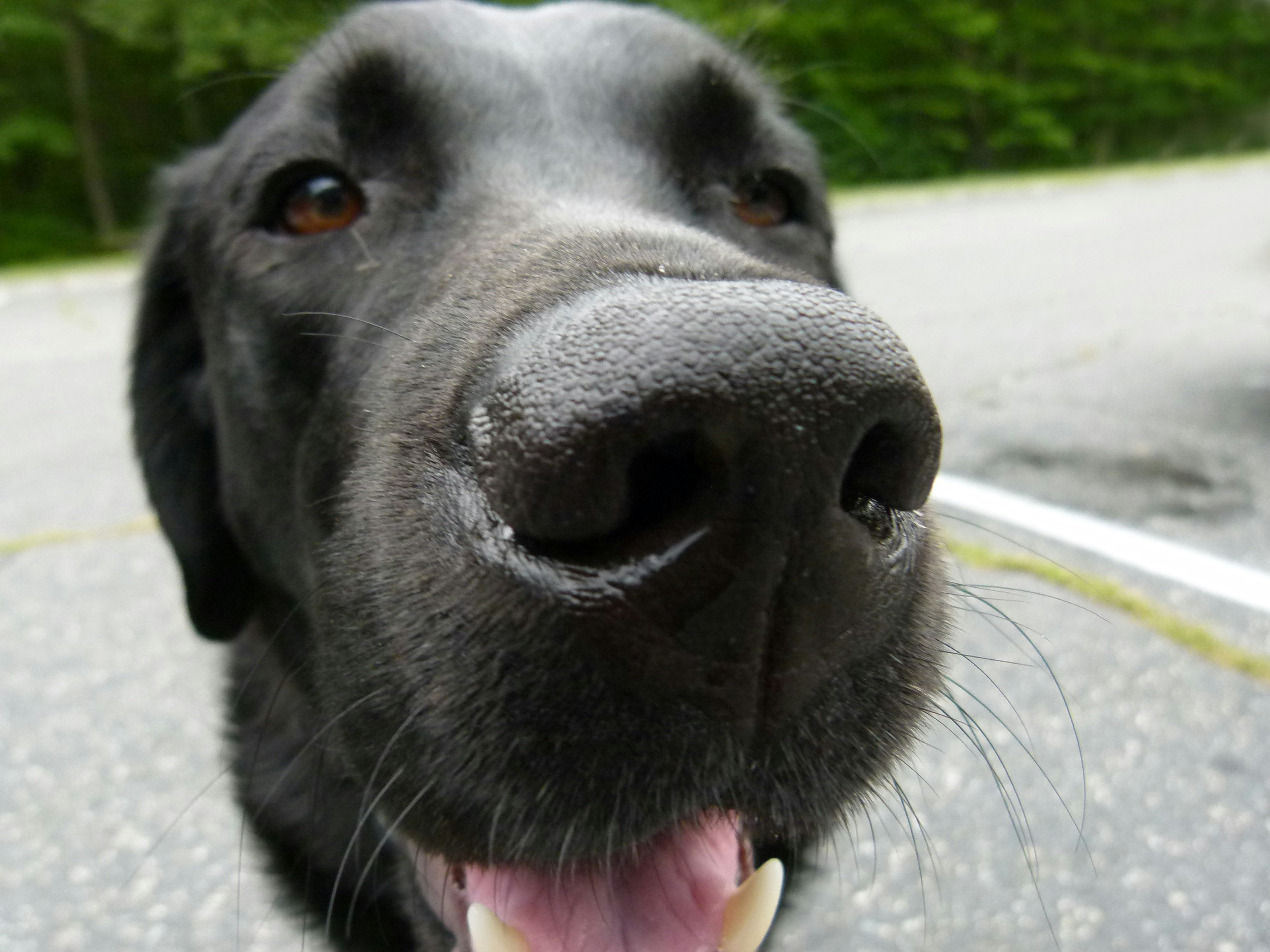 Nose-Forward Portrait: a Close-Up of a Black Dog's Curious Gaze