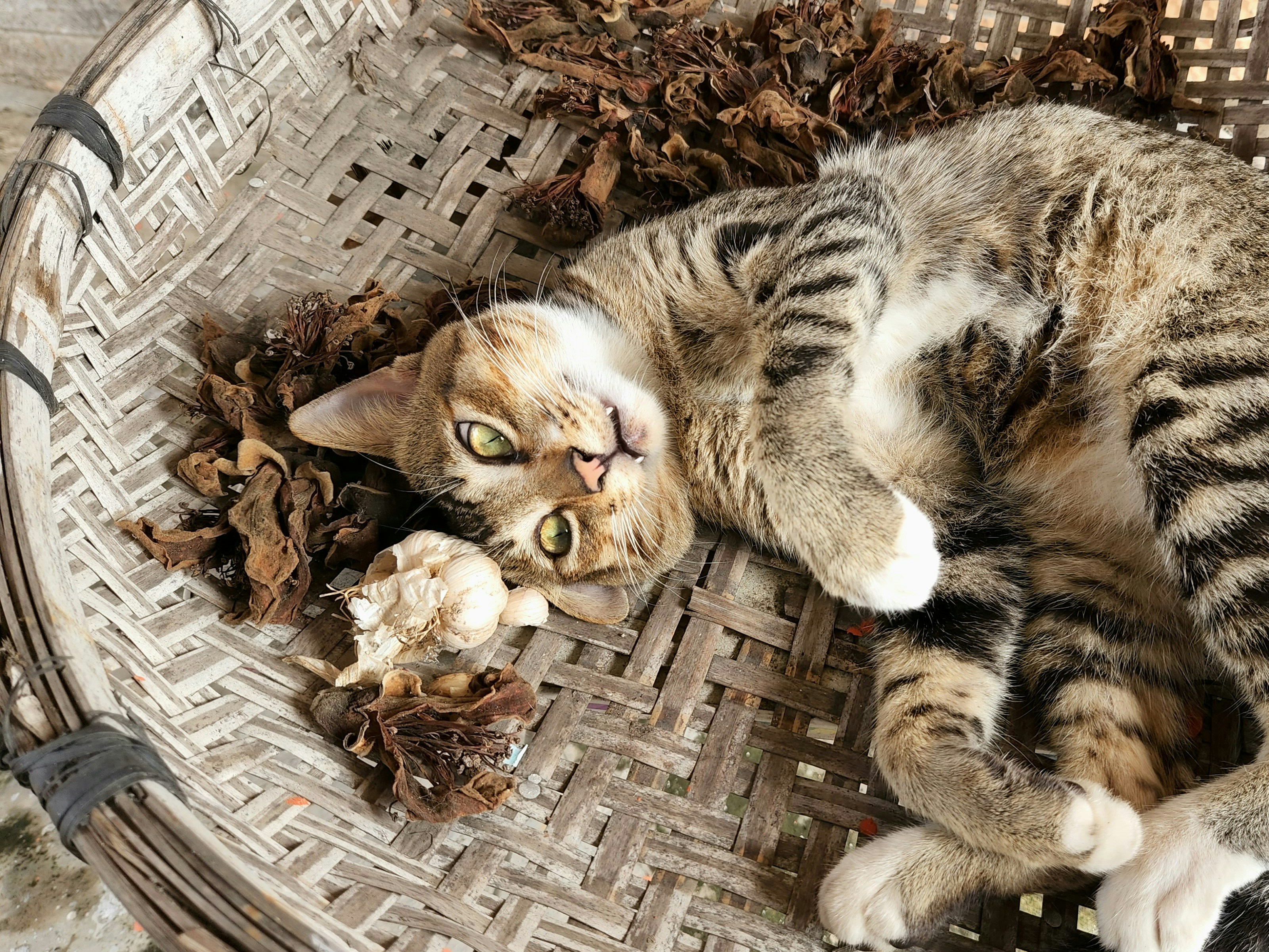 Curled Whiskers: A Bengal in a Woven Basket