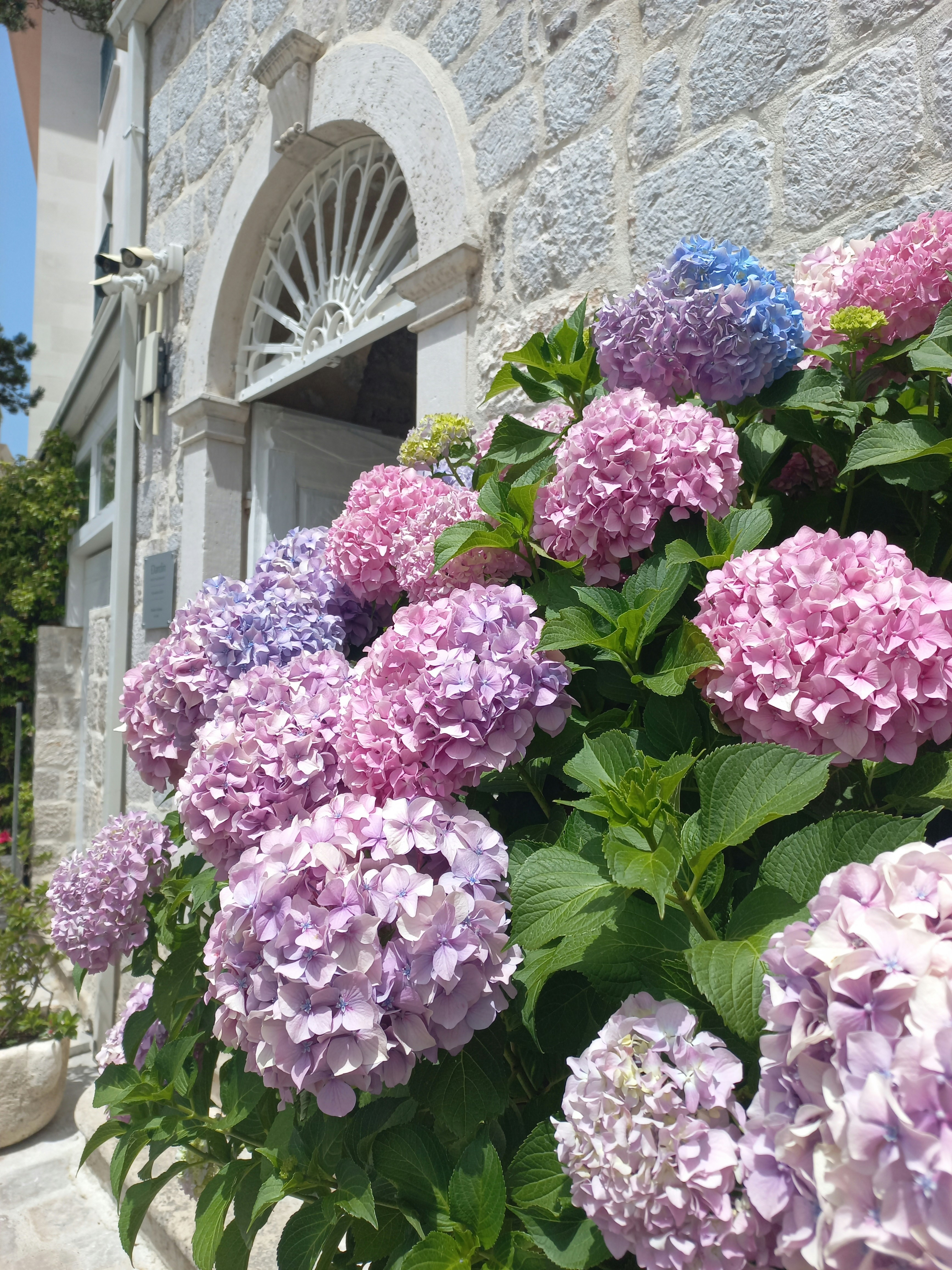 Pink and lavender hydrangeas frame a stone doorway with an arched window. This photograph highlights the blossoms' texture and the building's rugged masonry.