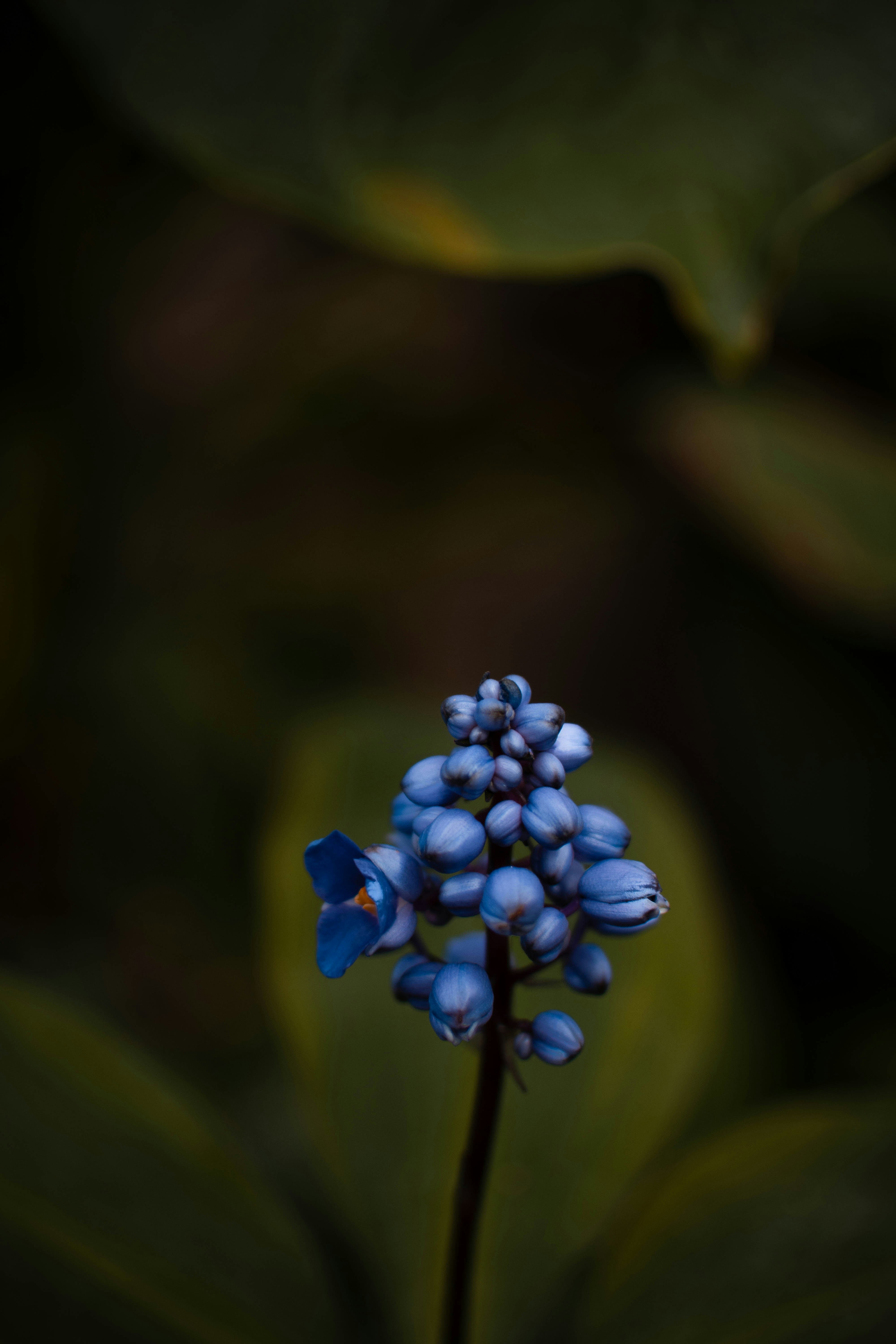 a close up of a blue flower