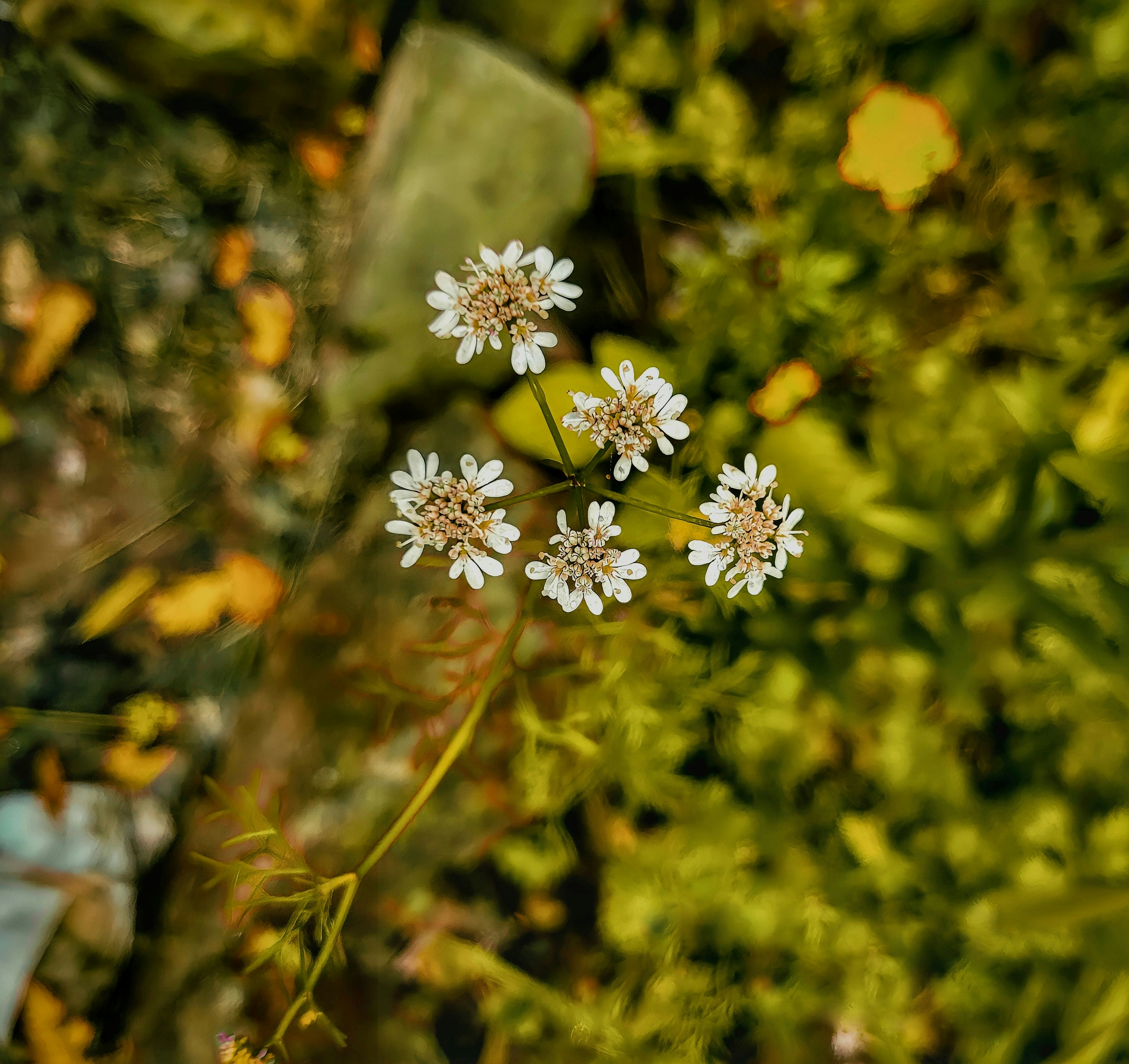 a close up of a plant with white flowers