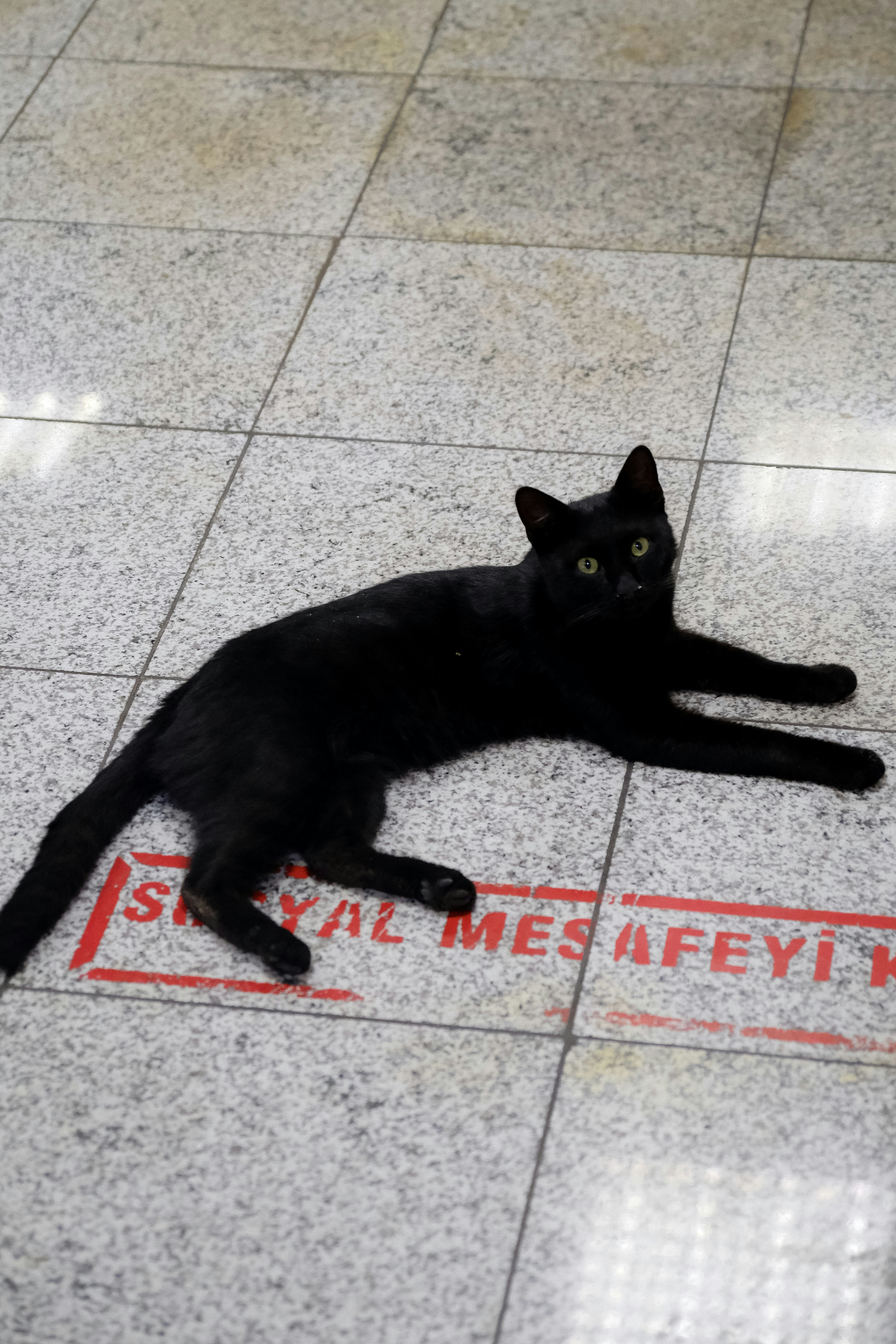 A black cat lying on a tile floor photo – Free İstanbul Image on Unsplash