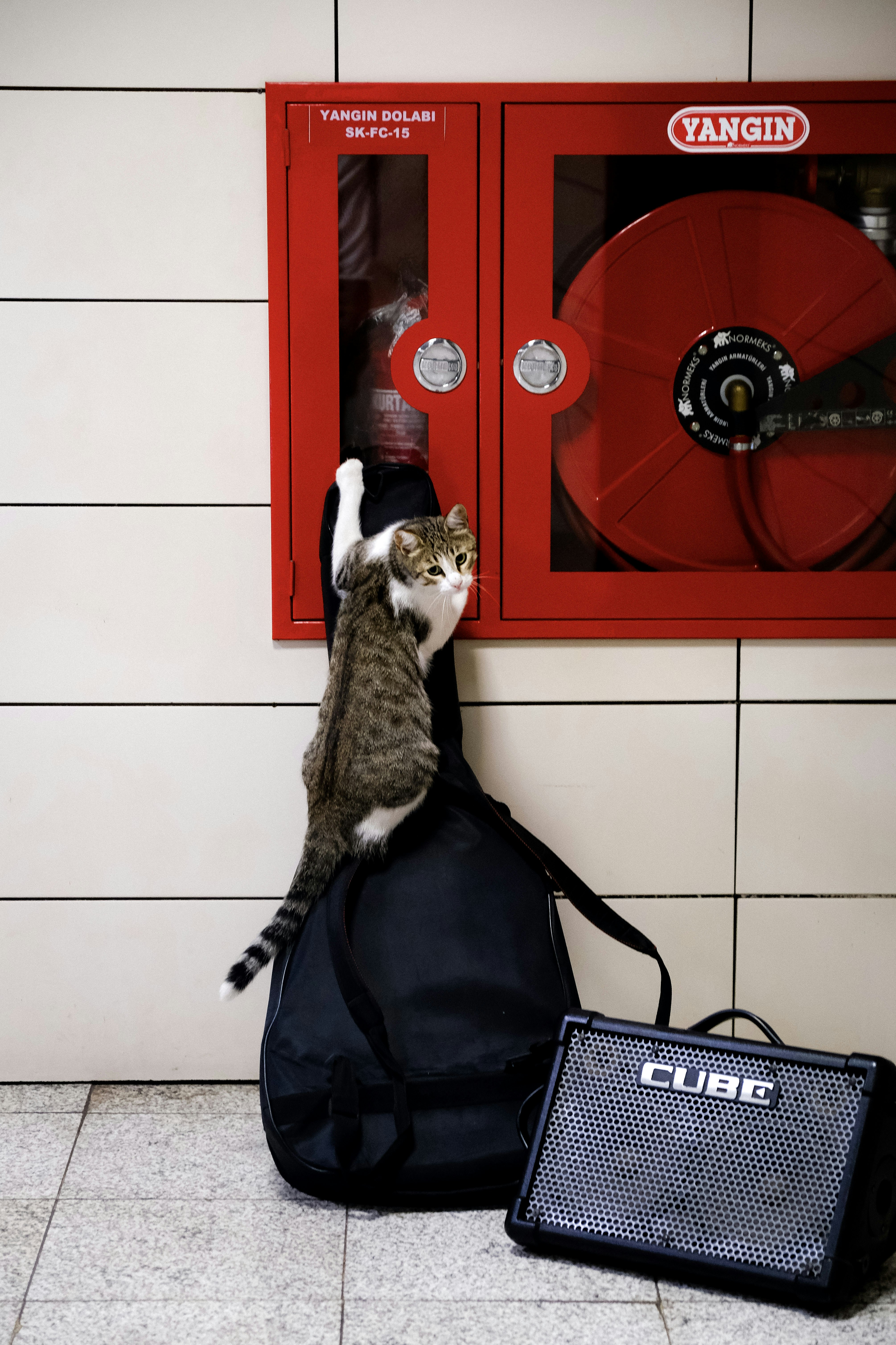a cat sitting on a bag