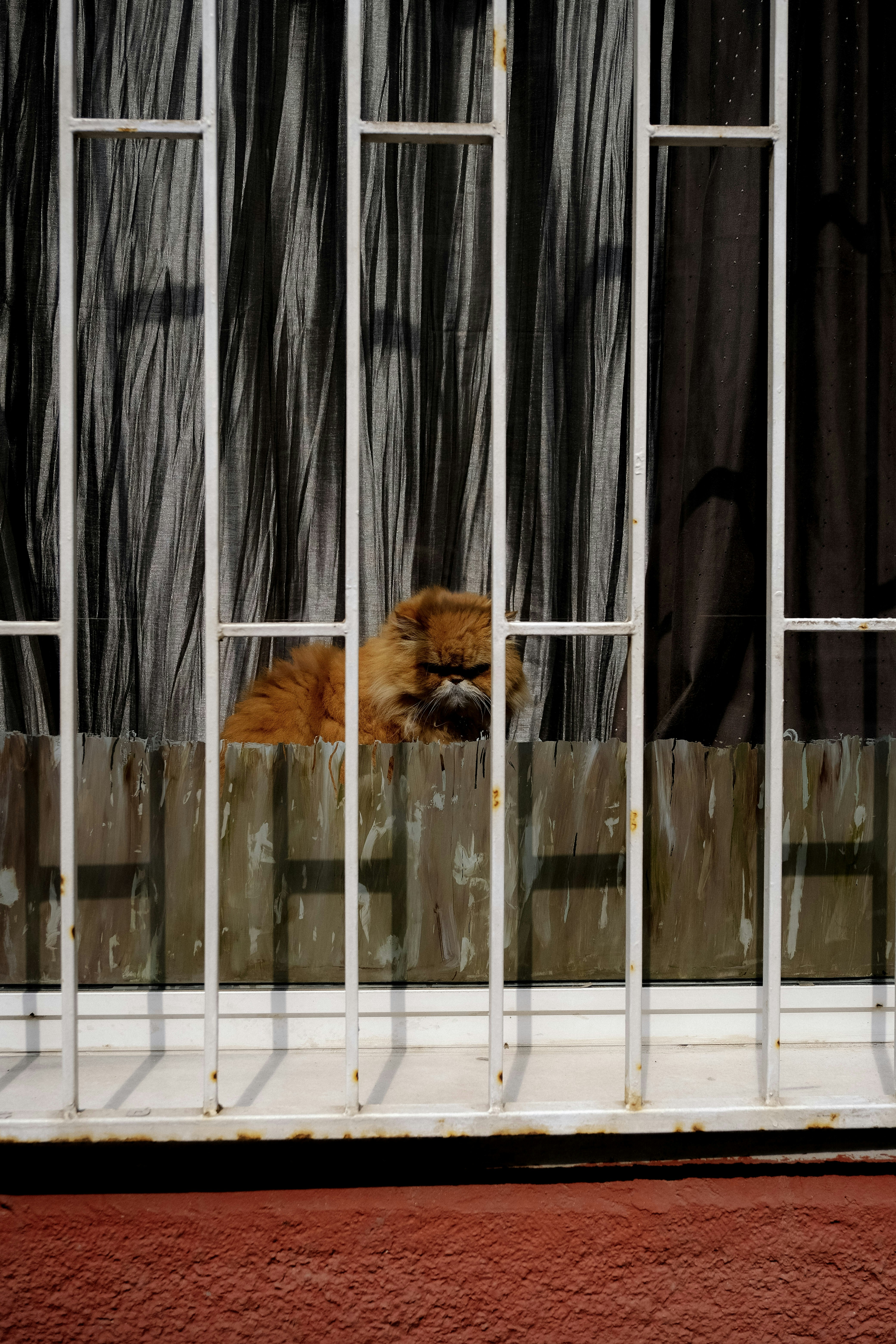 a cat on a fence