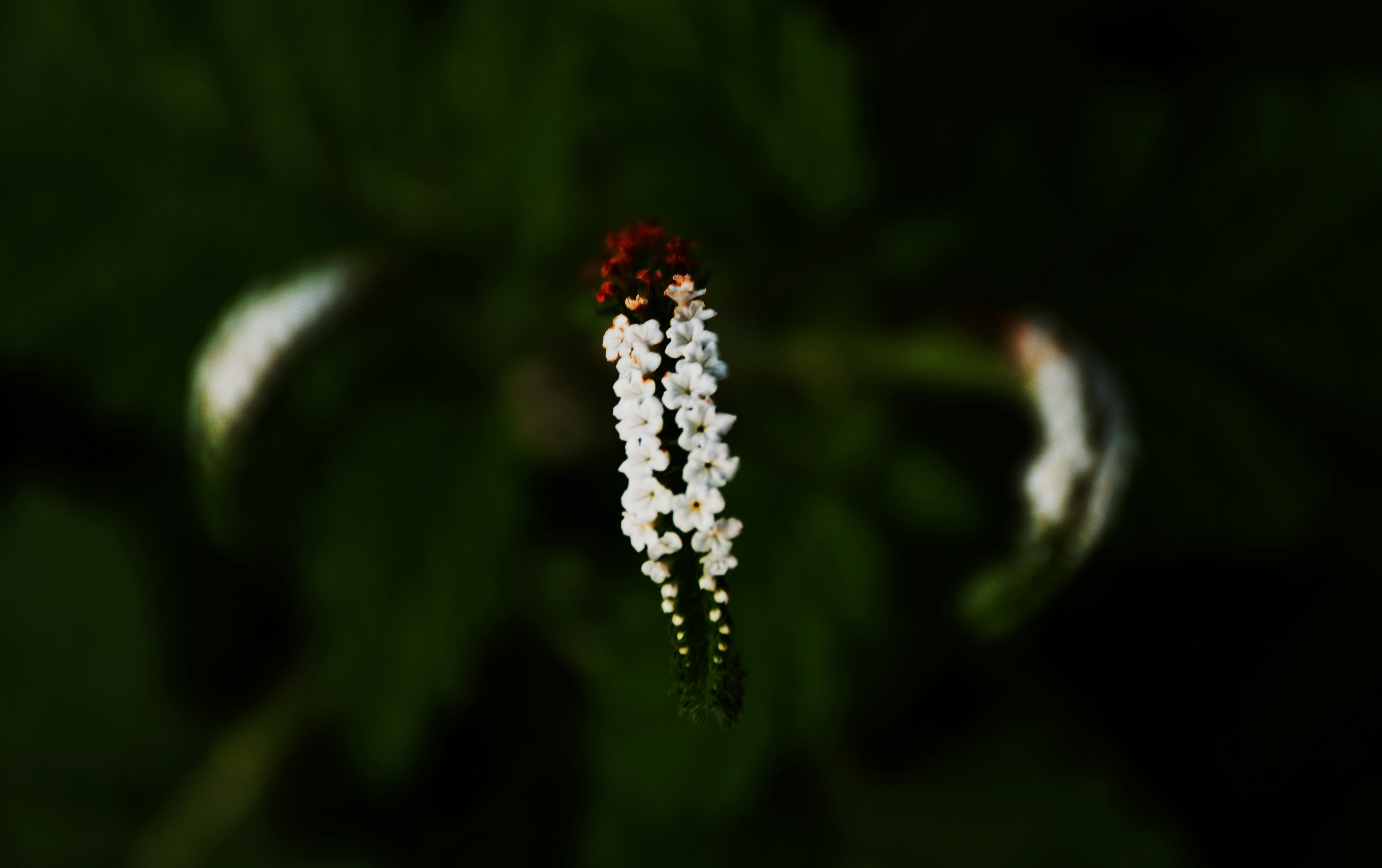 Ember-Tipped Snowflower in a Velvet Night Garden