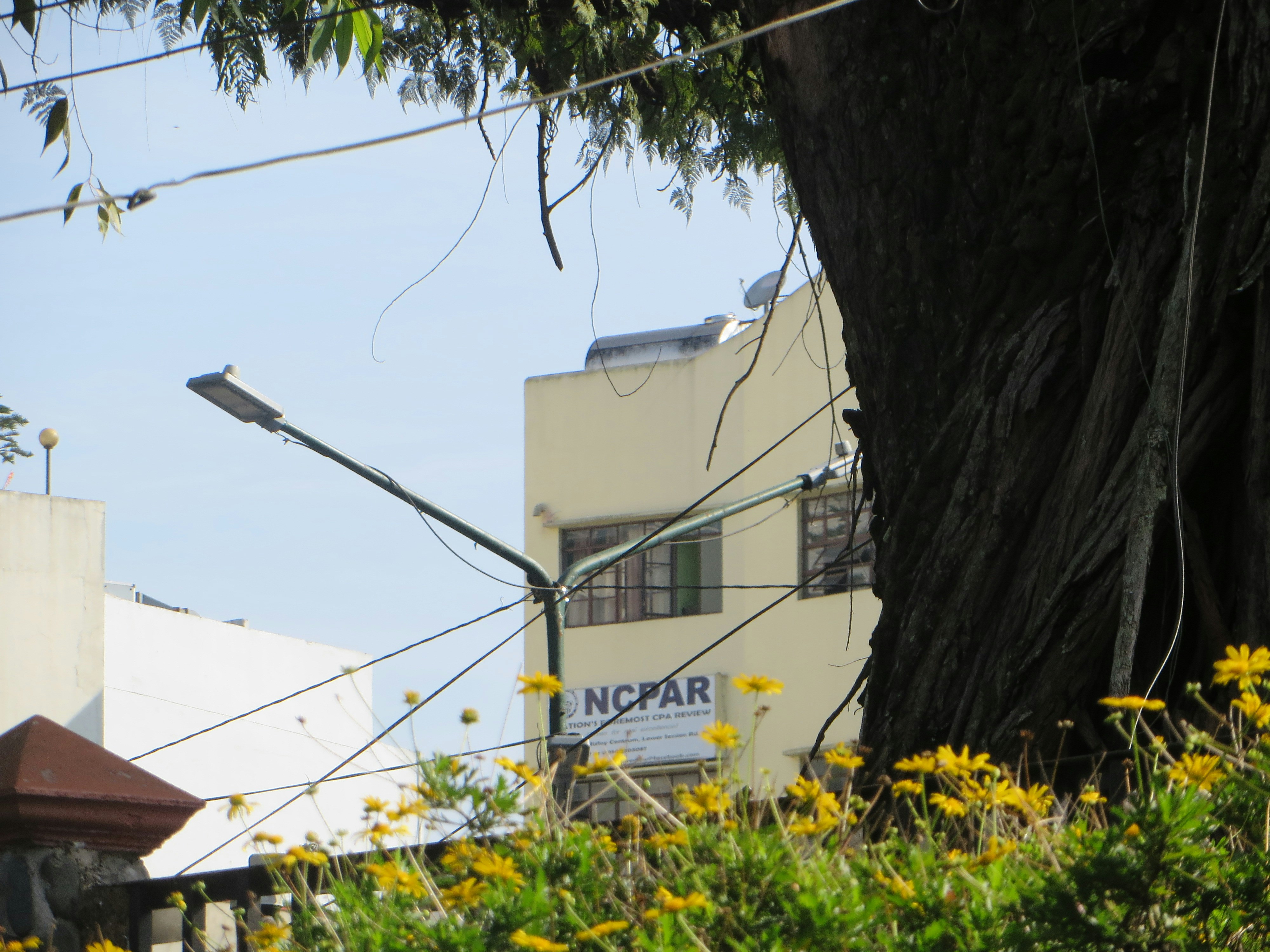 Yellow flowers bloom in front of a city building under a clear blue sky.
