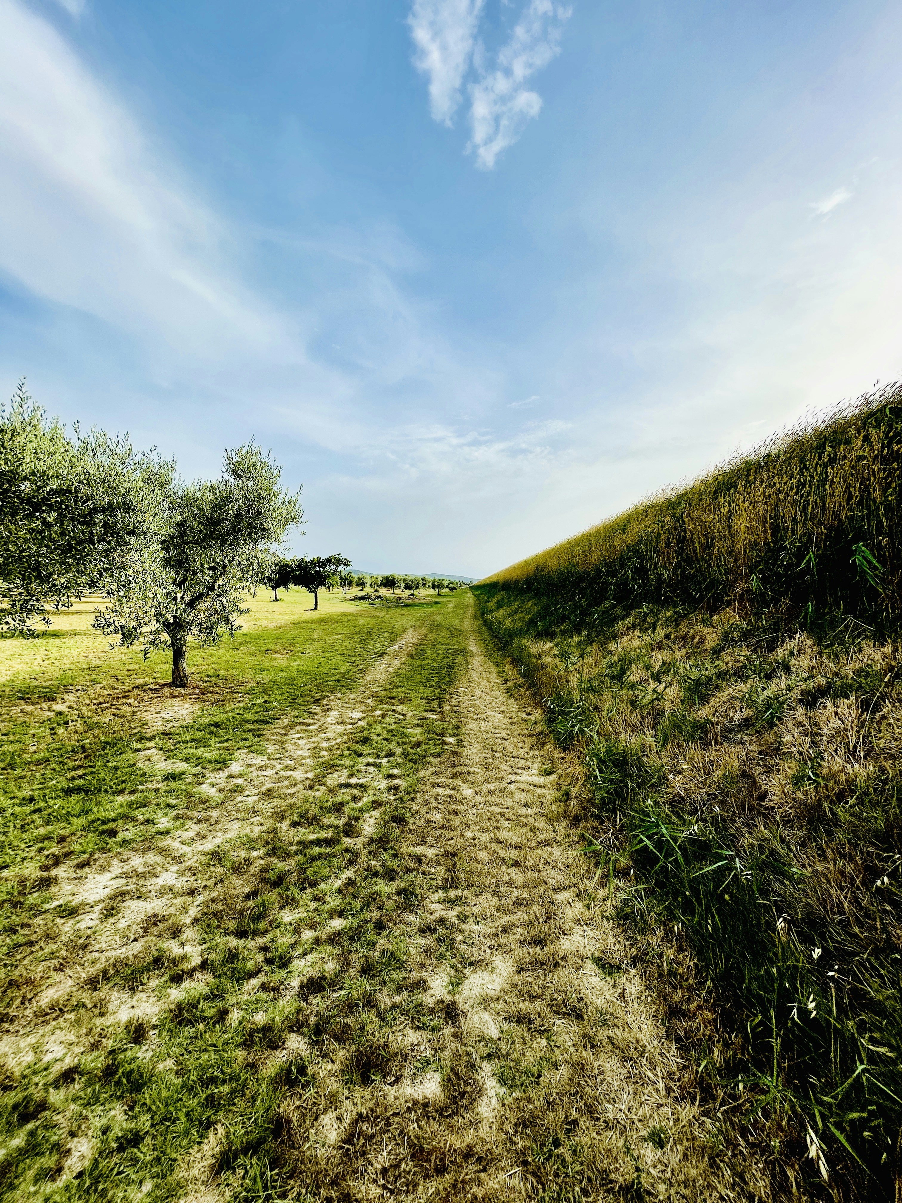 a dirt road with trees on the side