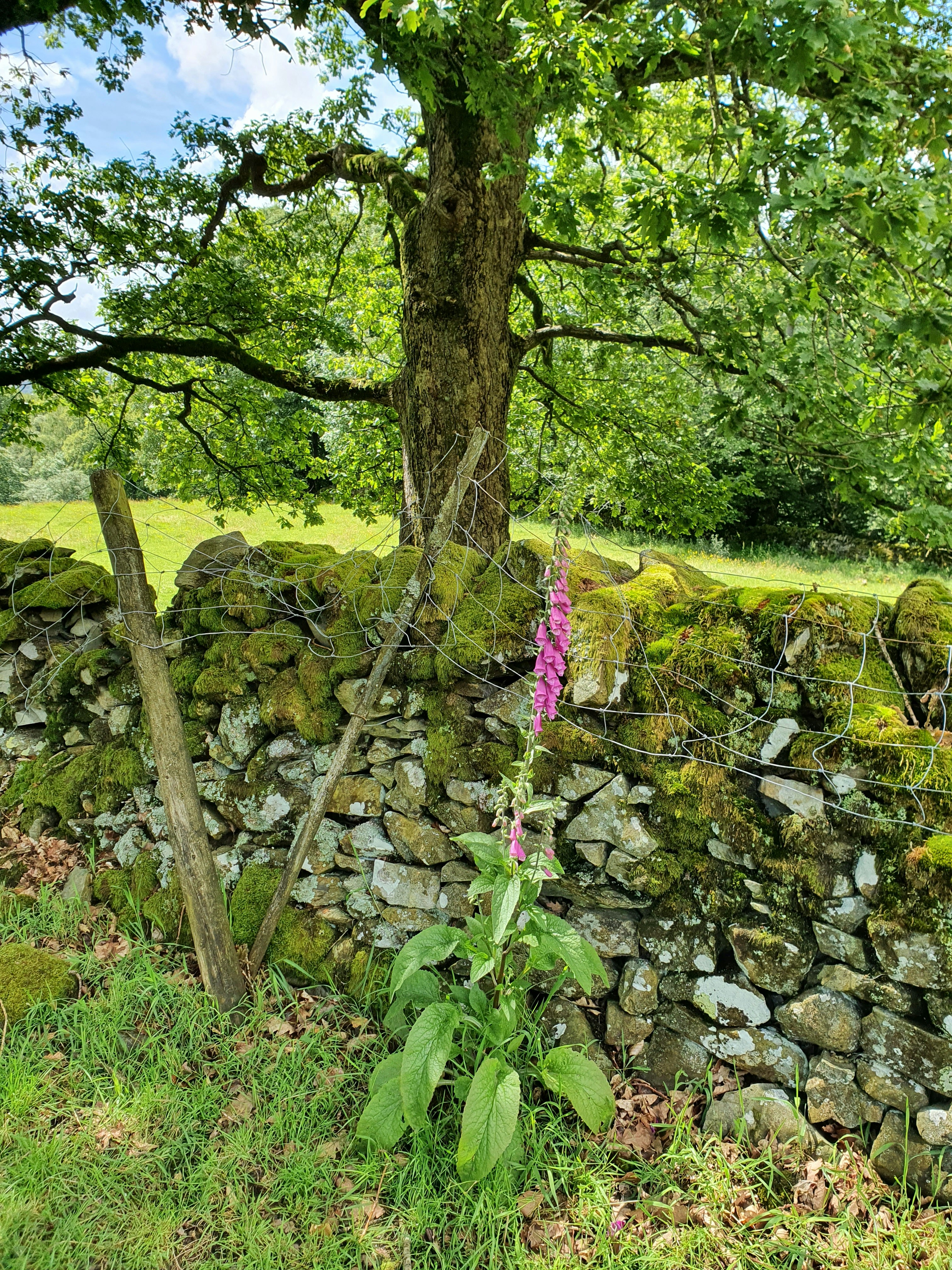 Foxglove and drystone wall