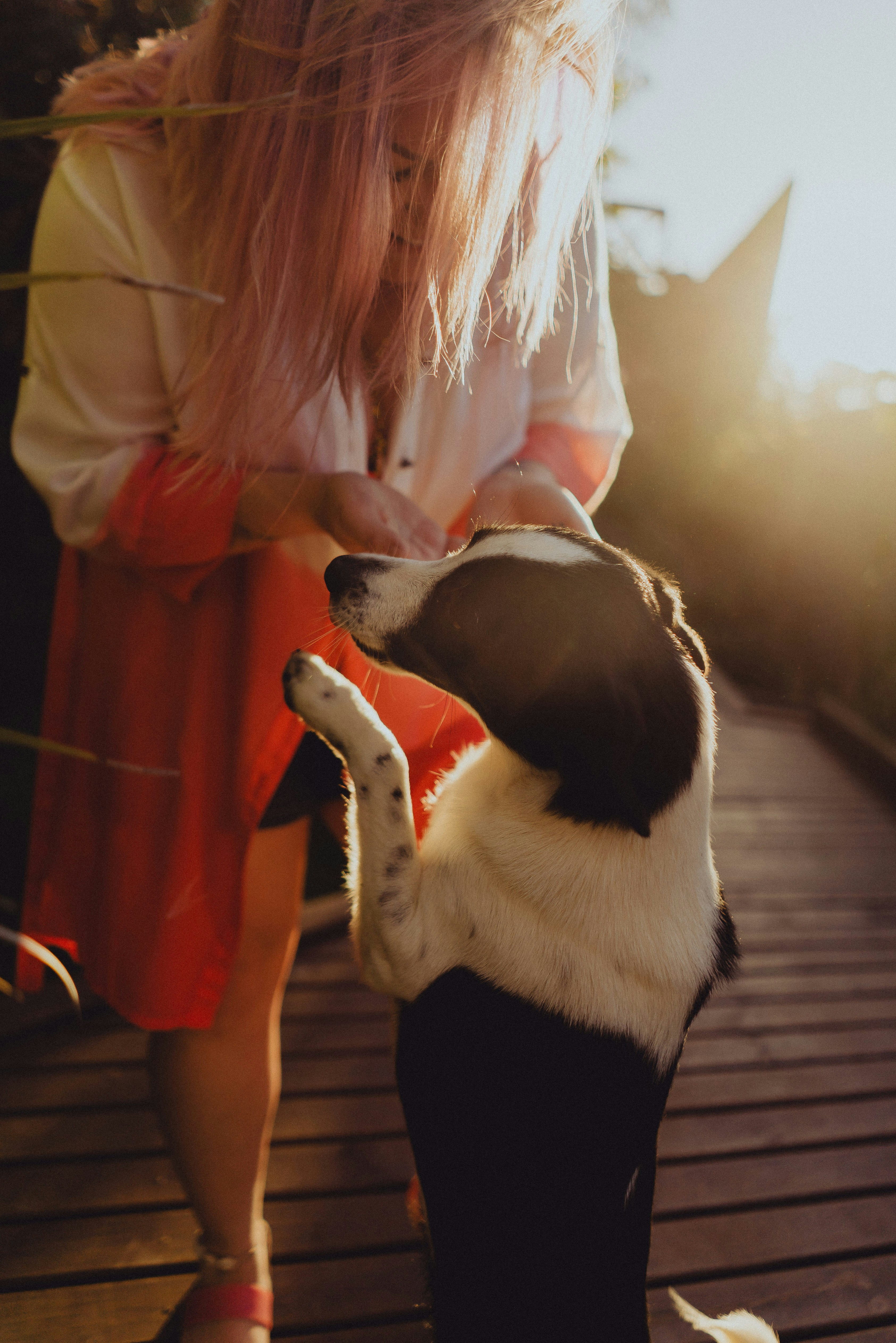 Touch of Warm Light as a Woman and Dog Share a Moment