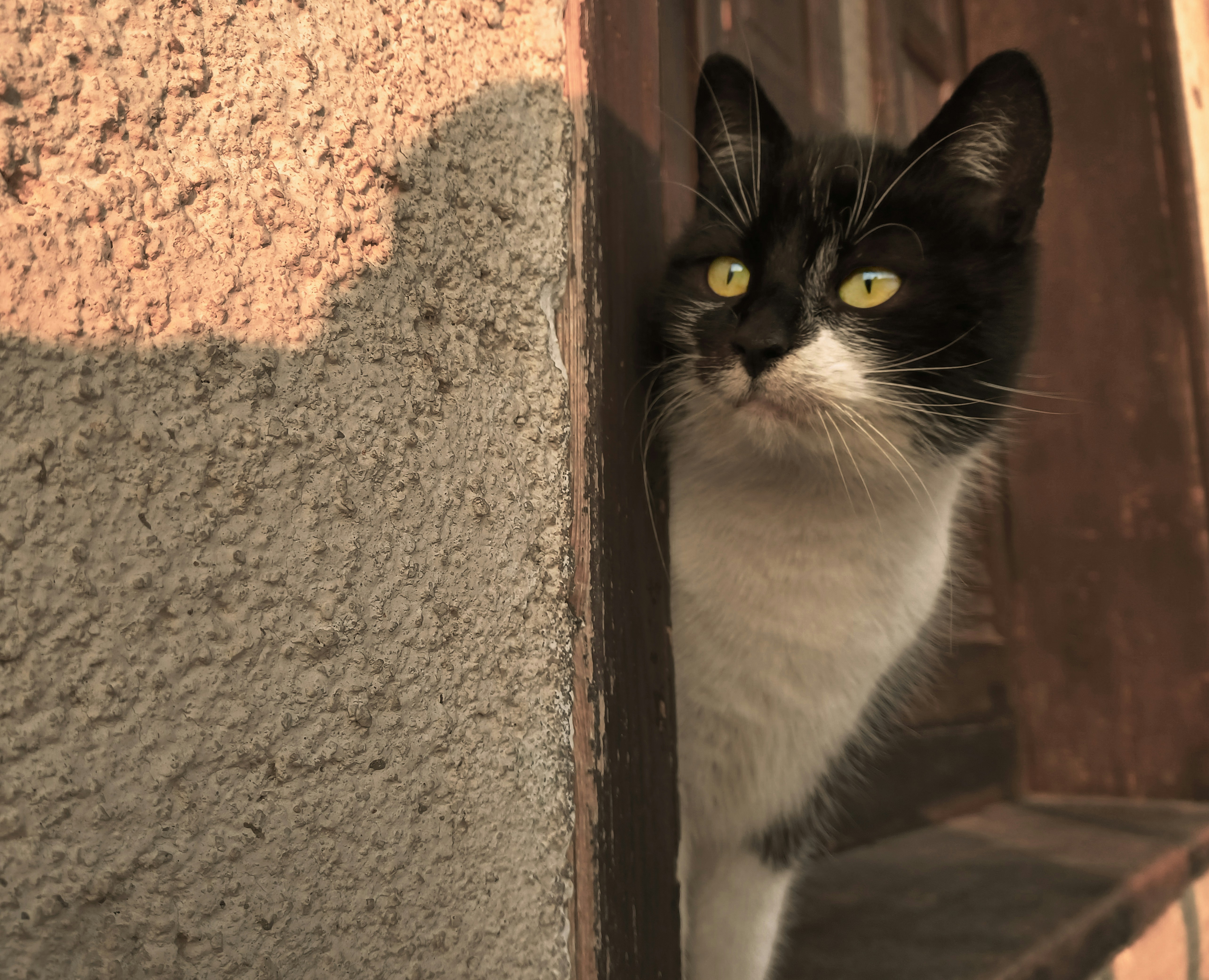 Curious black-and-white cat peeks from a doorway, amber eyes alert in warm, textured light. The scene emphasizes contrast between shadowed doorway and sunlit wall.