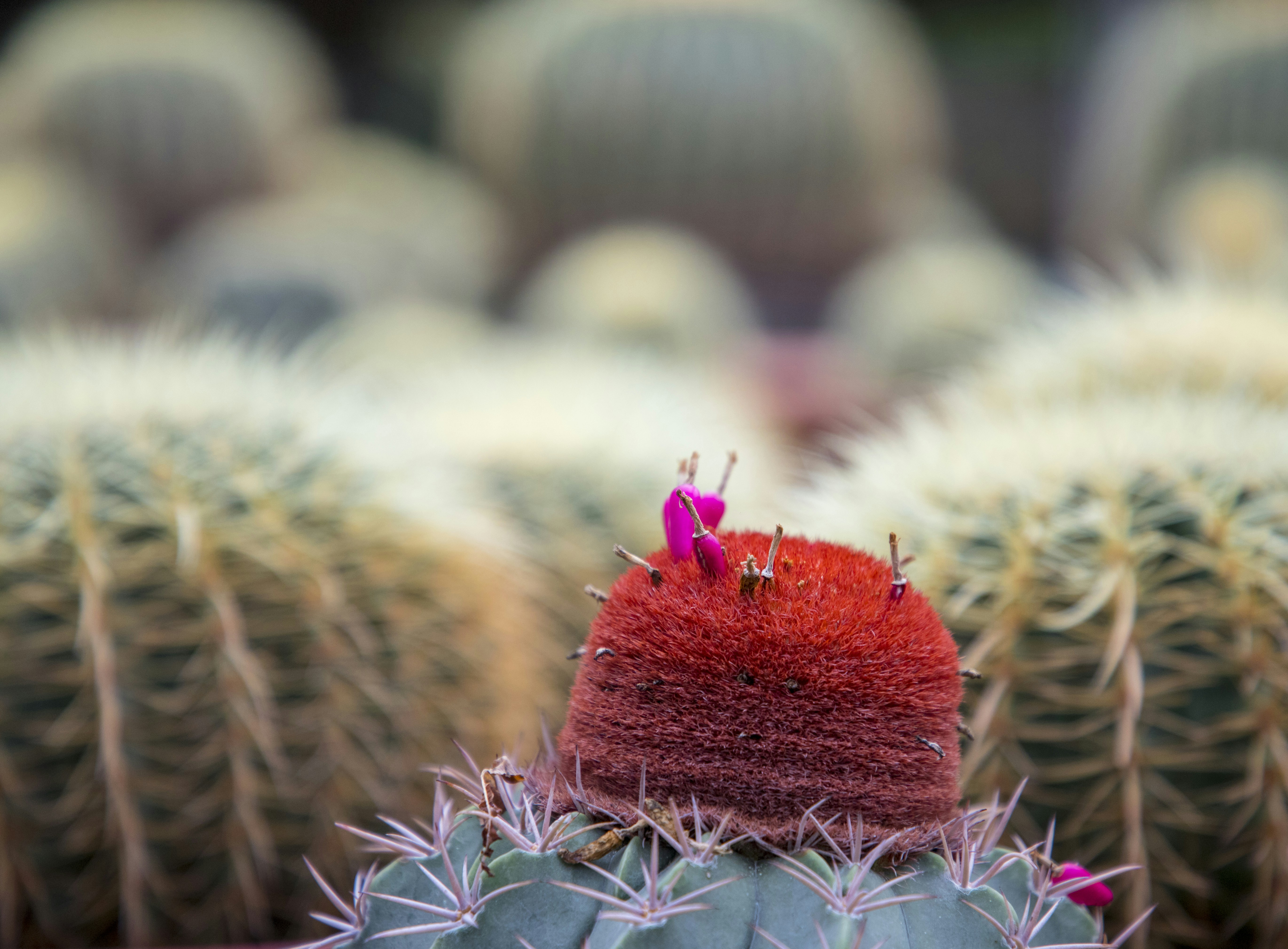 The Crimson Bloom: Center Stage on a Tiny Thorn Crown